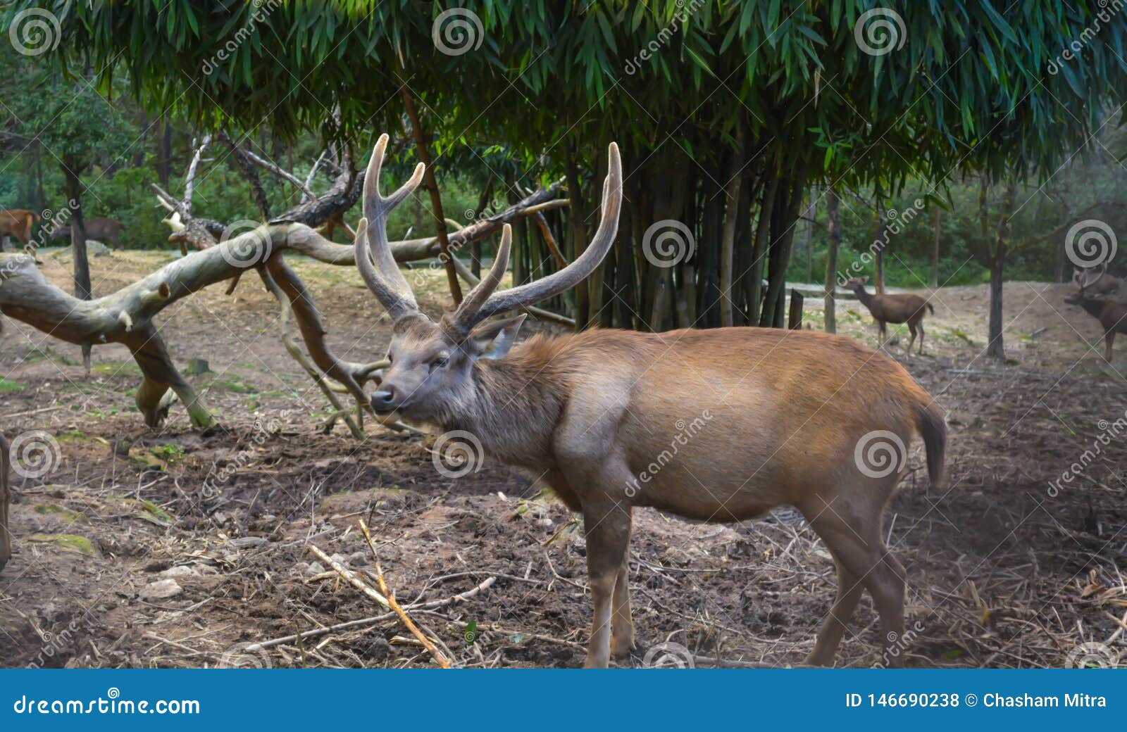 A reindeer with big thorns stock photo. Image of domestic - 146690238