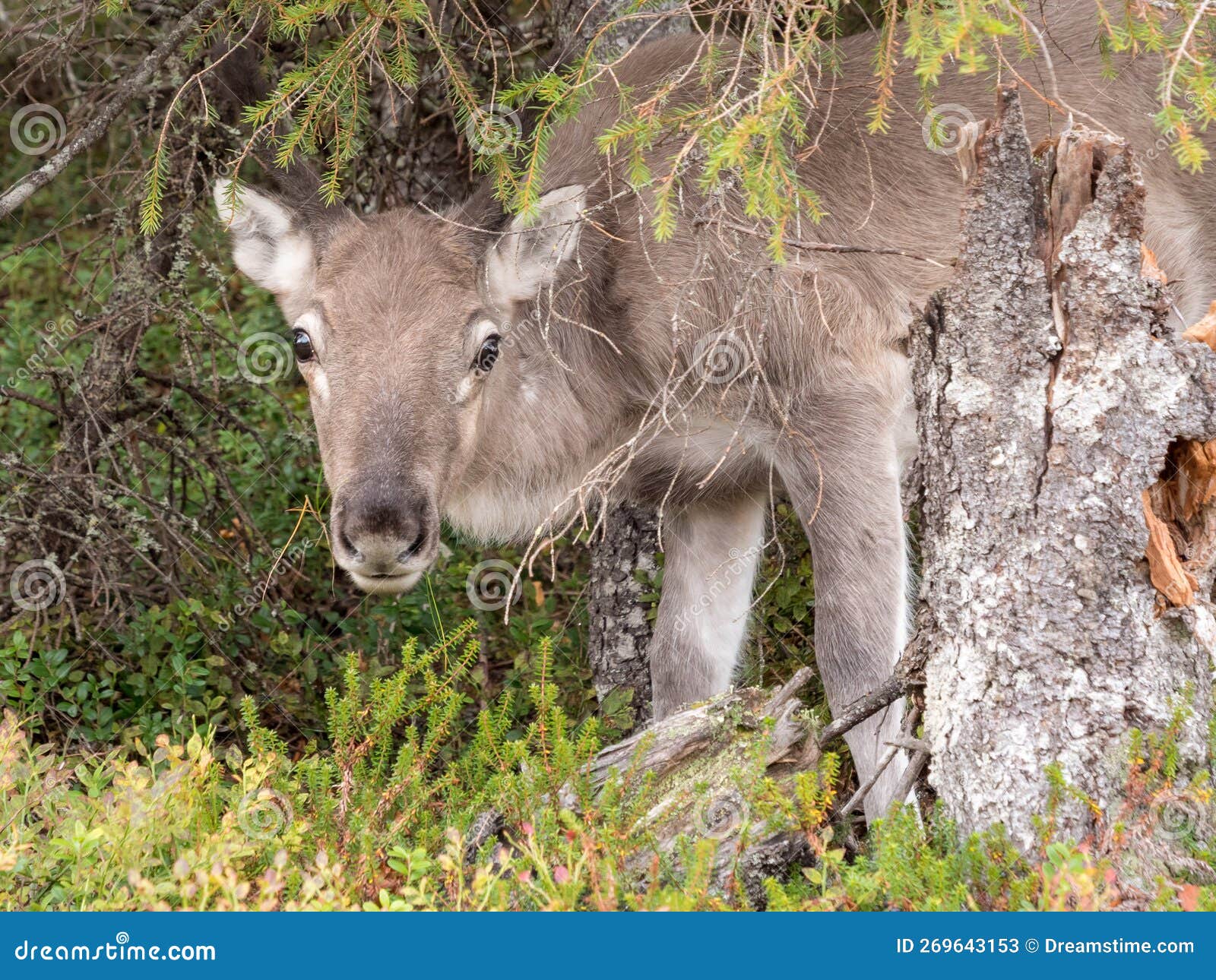 Reindeer calf stock image. Image of reindeer, tree, forest - 269643153