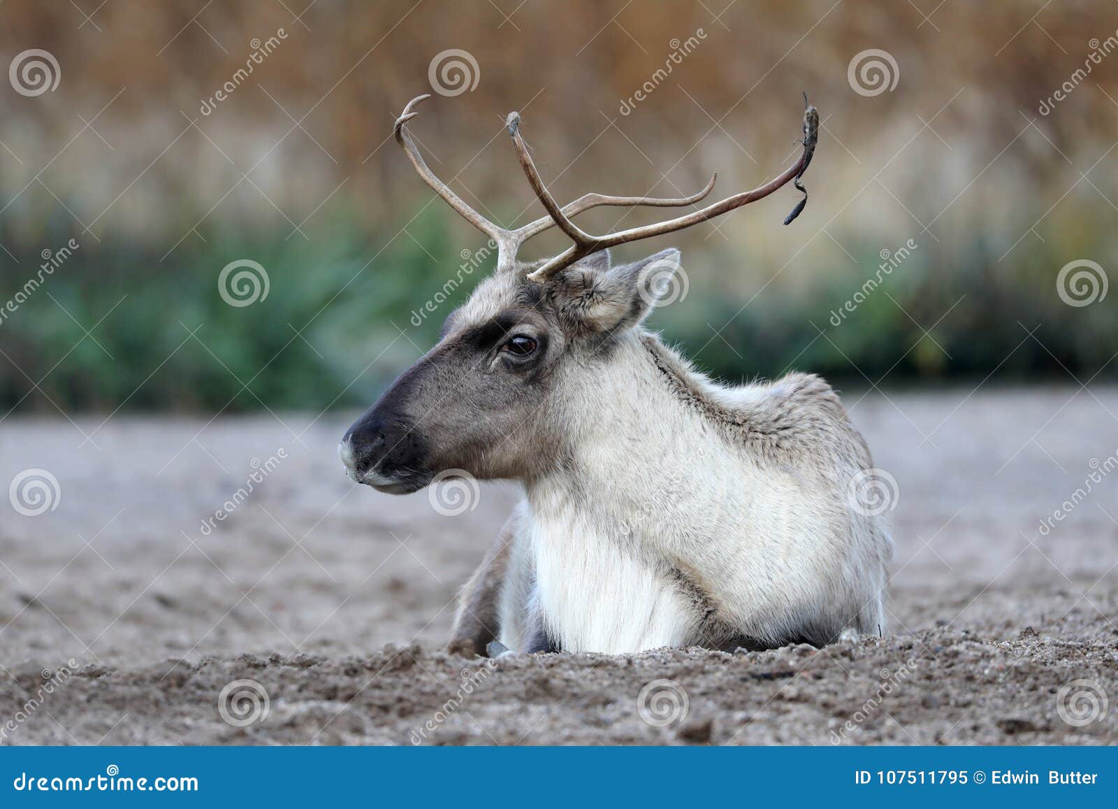 Reindeer stock image. Image of closeup, hunting, animal - 107511795