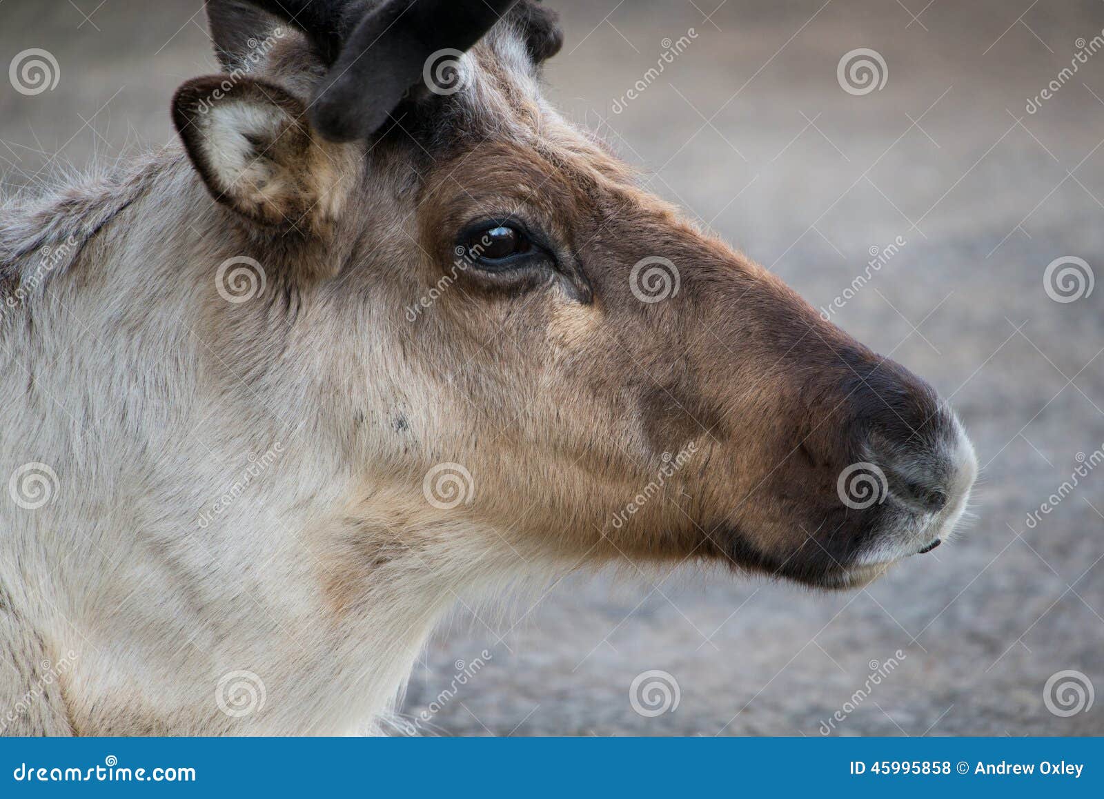Reindeer close up stock photo. Image of xmas, north, reindeer - 45995858