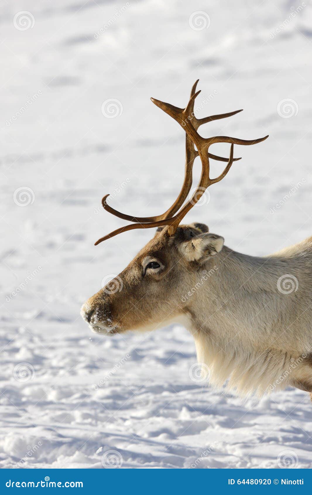 Reindeer close up stock photo. Image of buck, habitat - 64480920