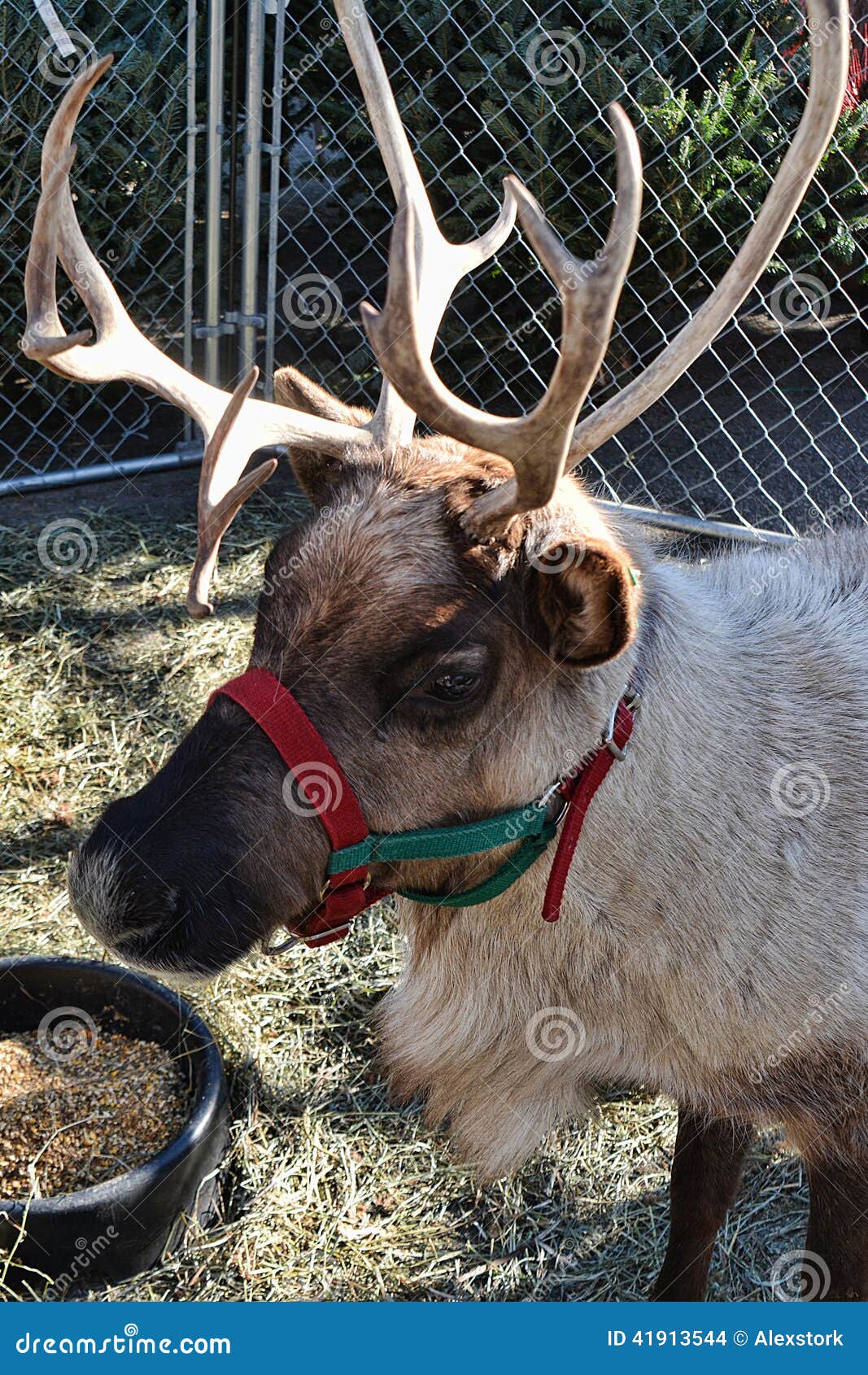 Reindeer stock photo. Image of colored, vertical, holiday - 41913544
