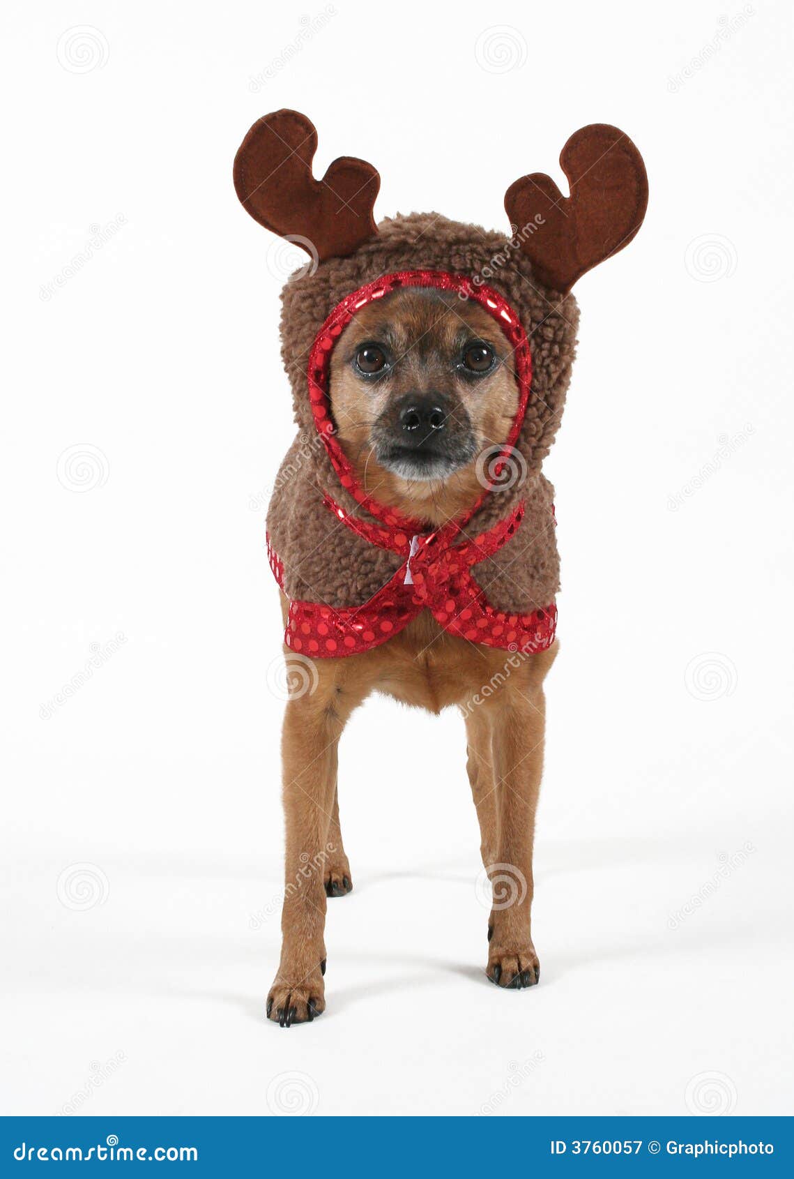 Reindeer dog stock image. Image of puppy, mixed, rudolph - 3760057