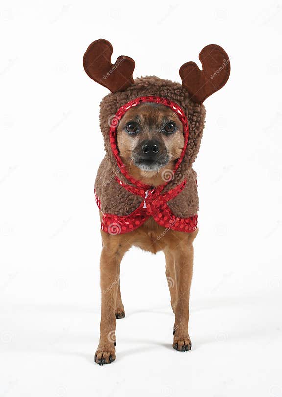 Reindeer dog stock image. Image of puppy, mixed, rudolph - 3760057