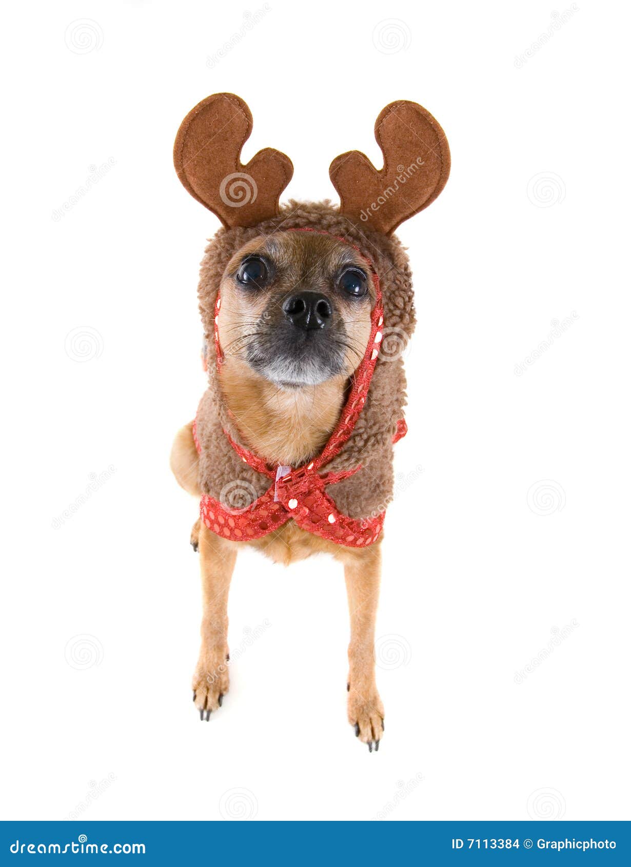 Reindeer dog stock photo. Image of miniature, tiny, christmas - 7113384