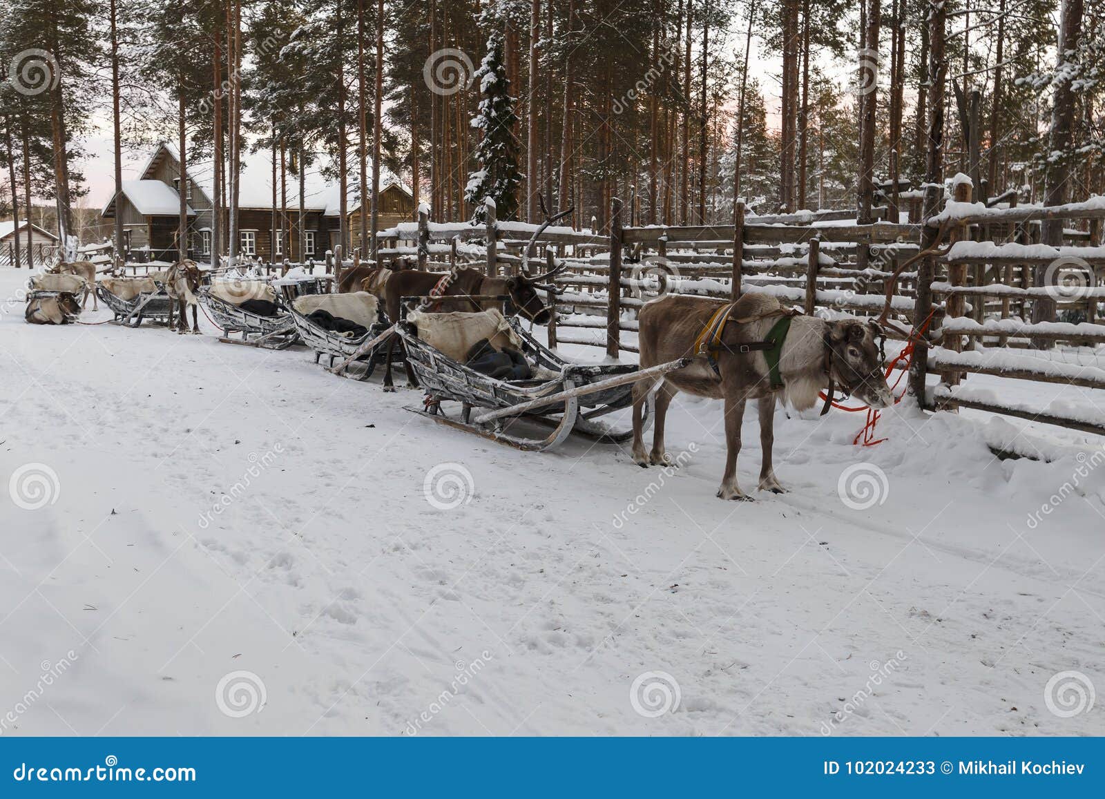 Reindeer Drawn Sleigh in the Winter Stock Image - Image of scandinavia ...