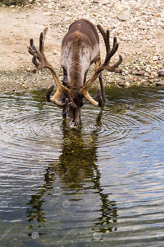 Reindeer drinking at river stock photo. Image of finland - 3031566