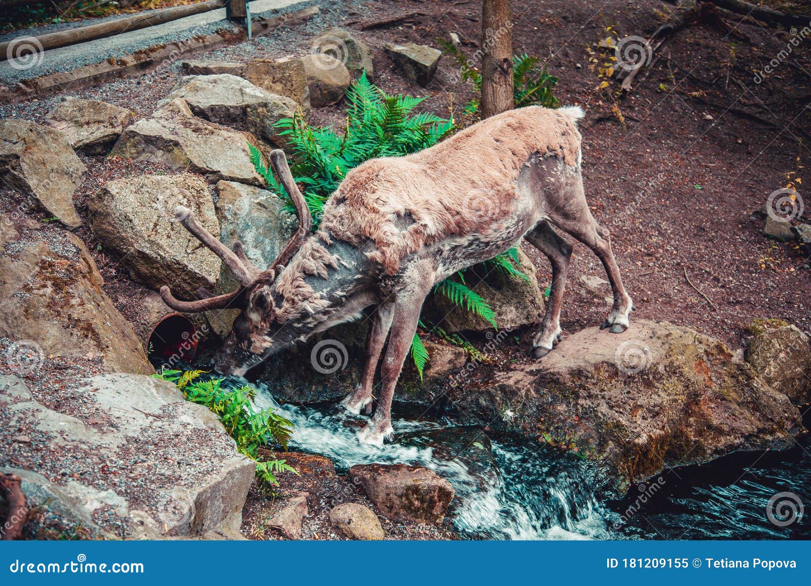 Reindeer Drinks Water from the Stream in a Forest Stock Image - Image ...