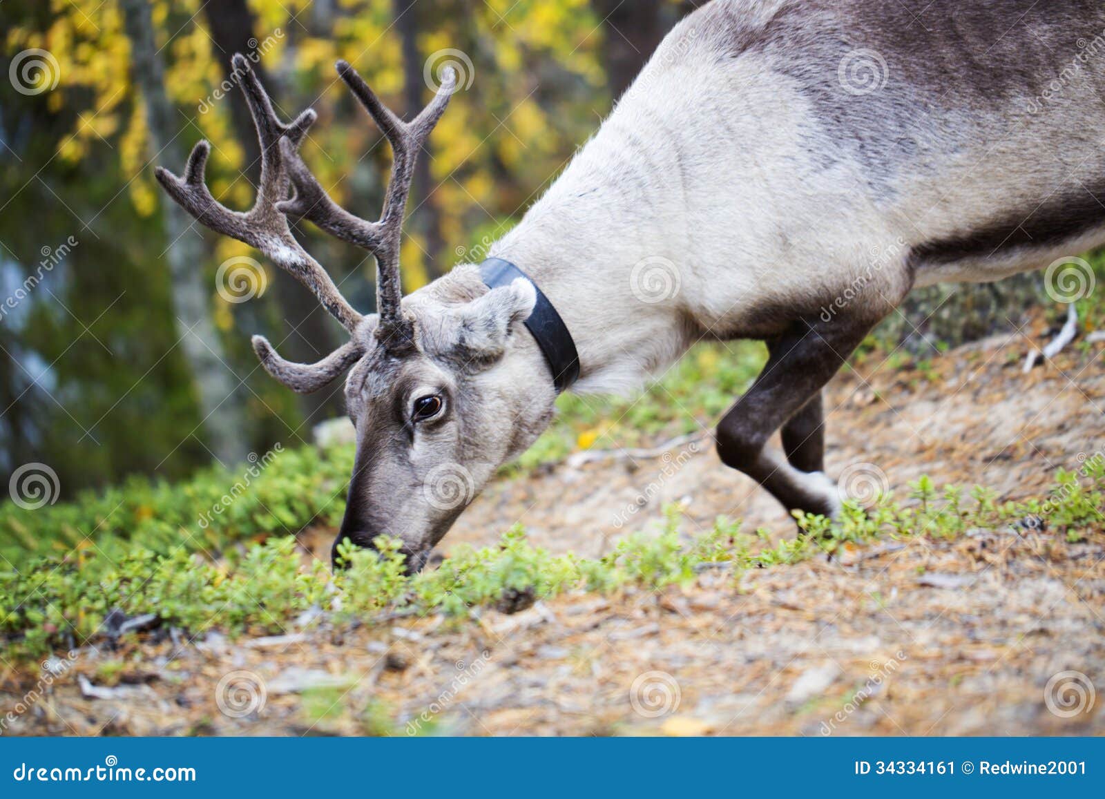 Reindeer Eat Plants Which Grow in Forest Stock Image - Image of ...