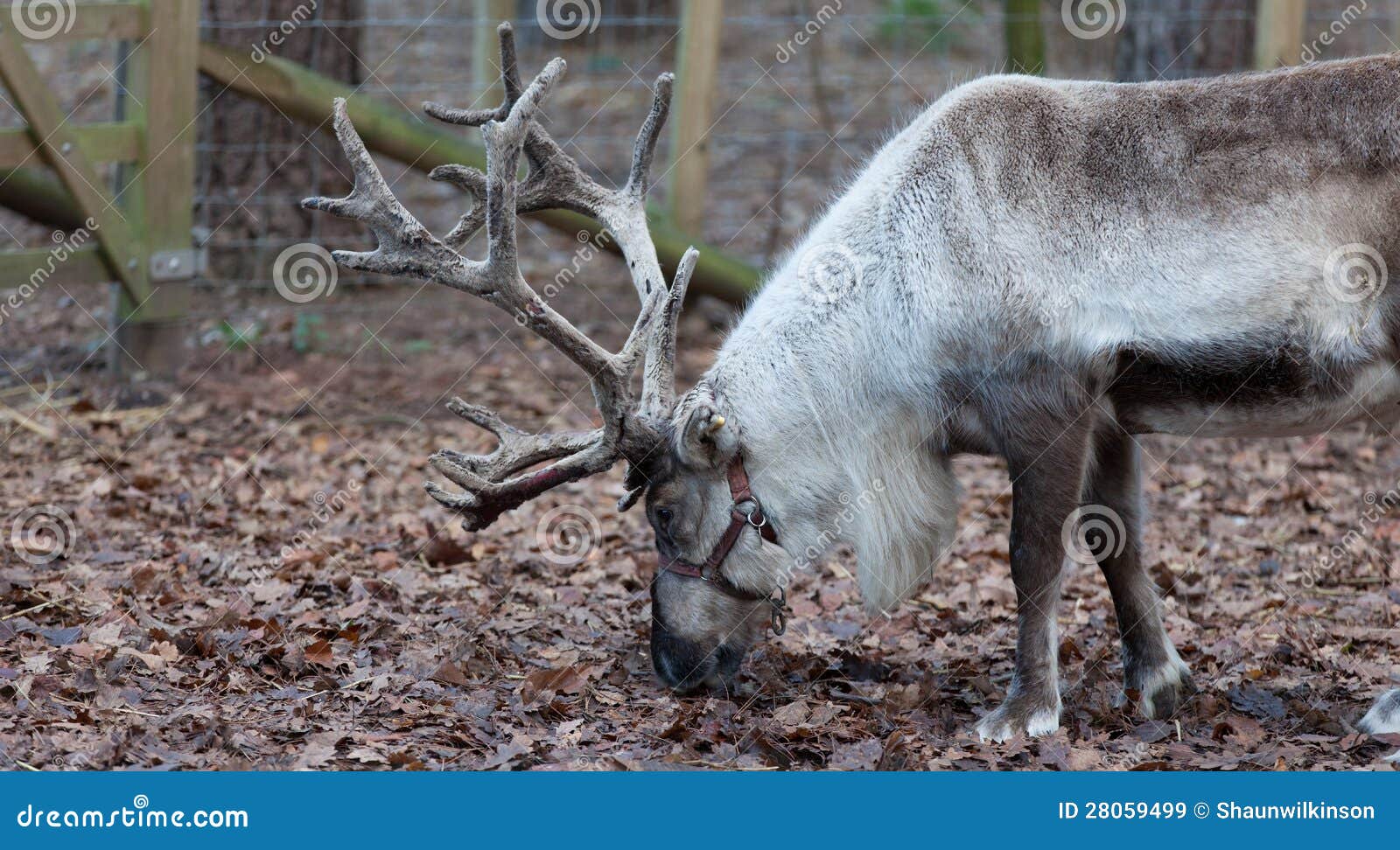 Reindeer eating stock image. Image of deer, animal, winter - 28059499