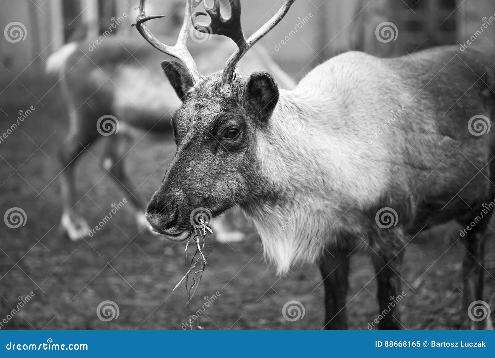 Reindeer eating stock image. Image of nature, lapland - 88668165
