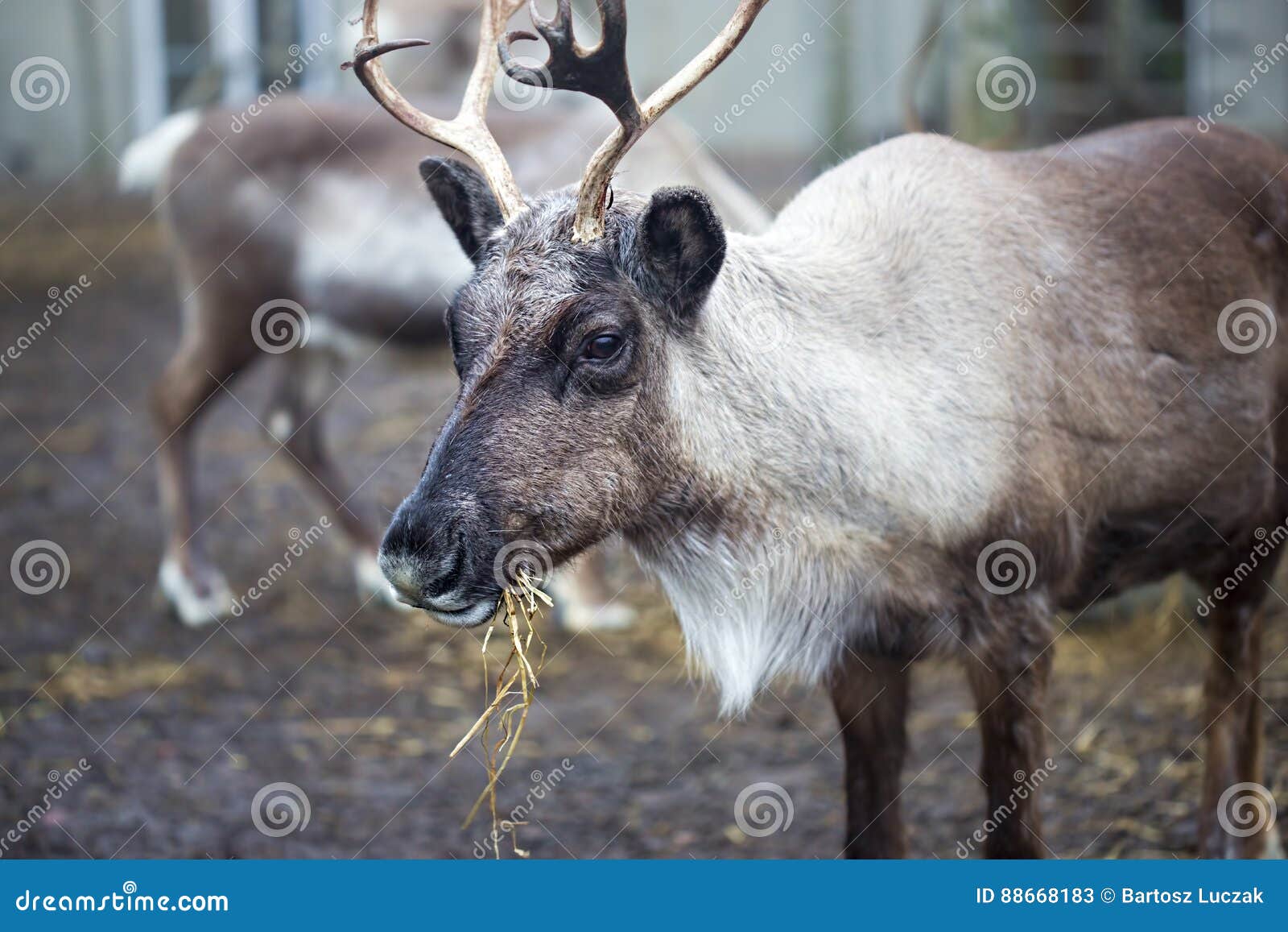 Reindeer eating stock image. Image of antler, deer, animal - 88668183