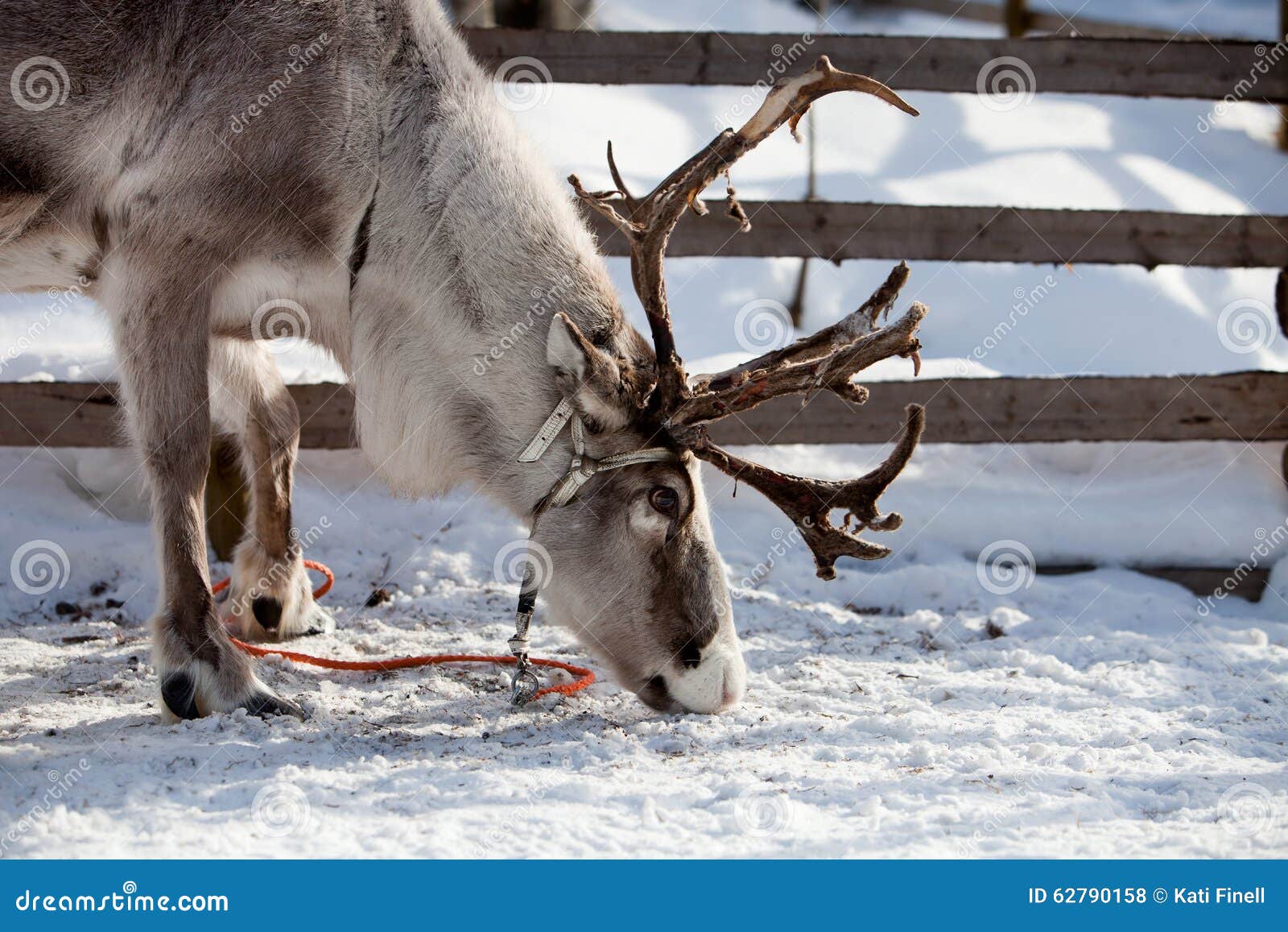 Reindeer stock photo. Image of horned, feed, furry, horn - 62790158