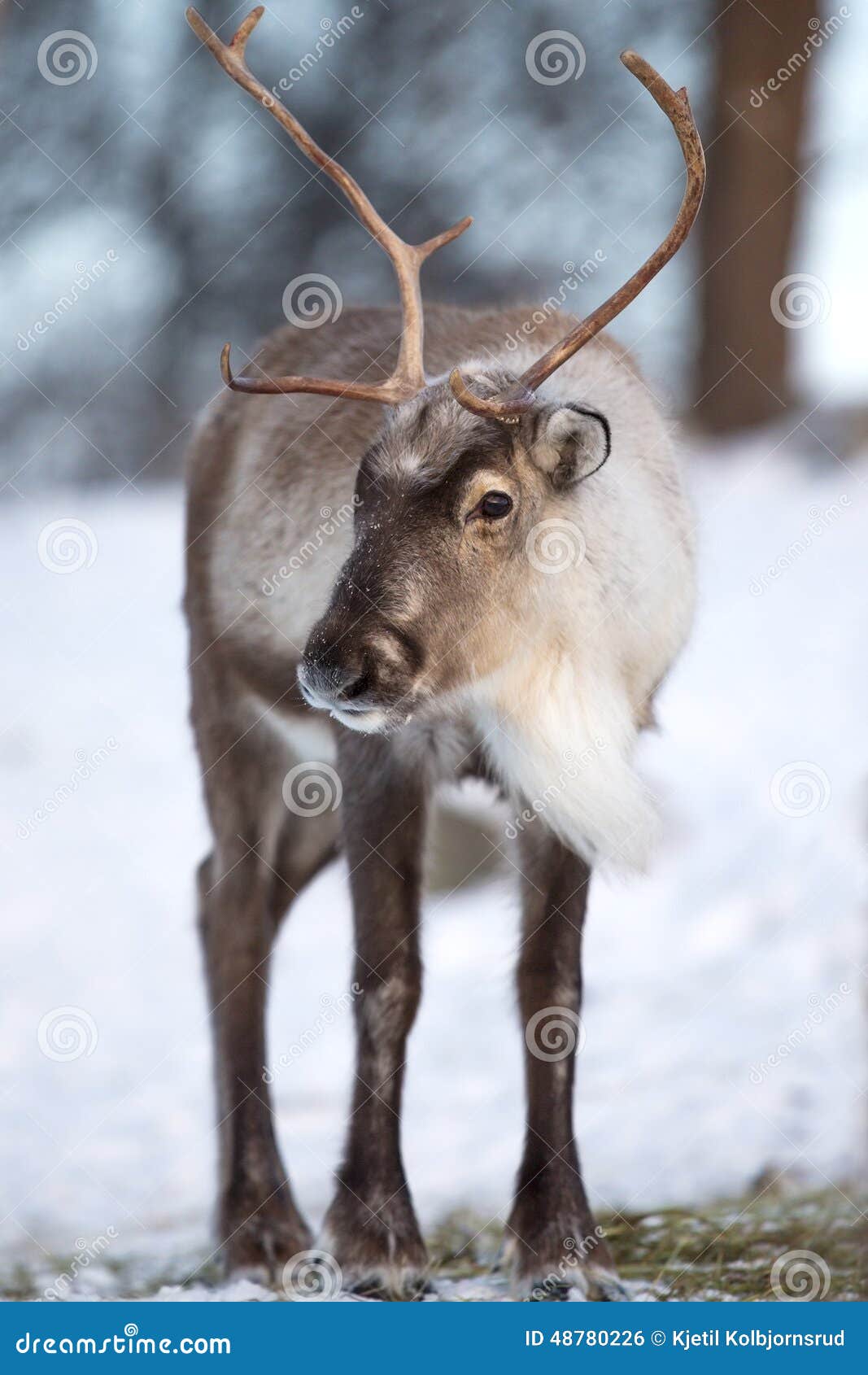 Reindeer Eating the Winter Forest Stock Photo - Image of standing ...