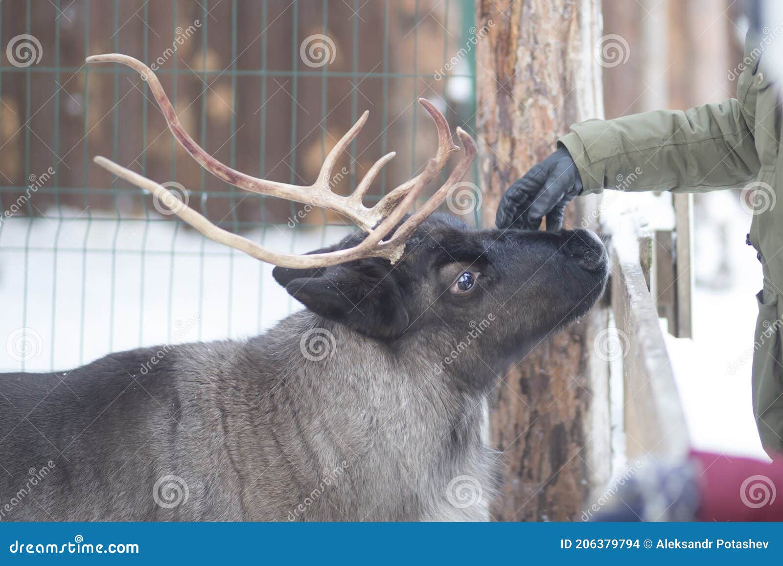 Reindeer on the Farm. Domestic Reindeer Stock Photo - Image of wildlife ...