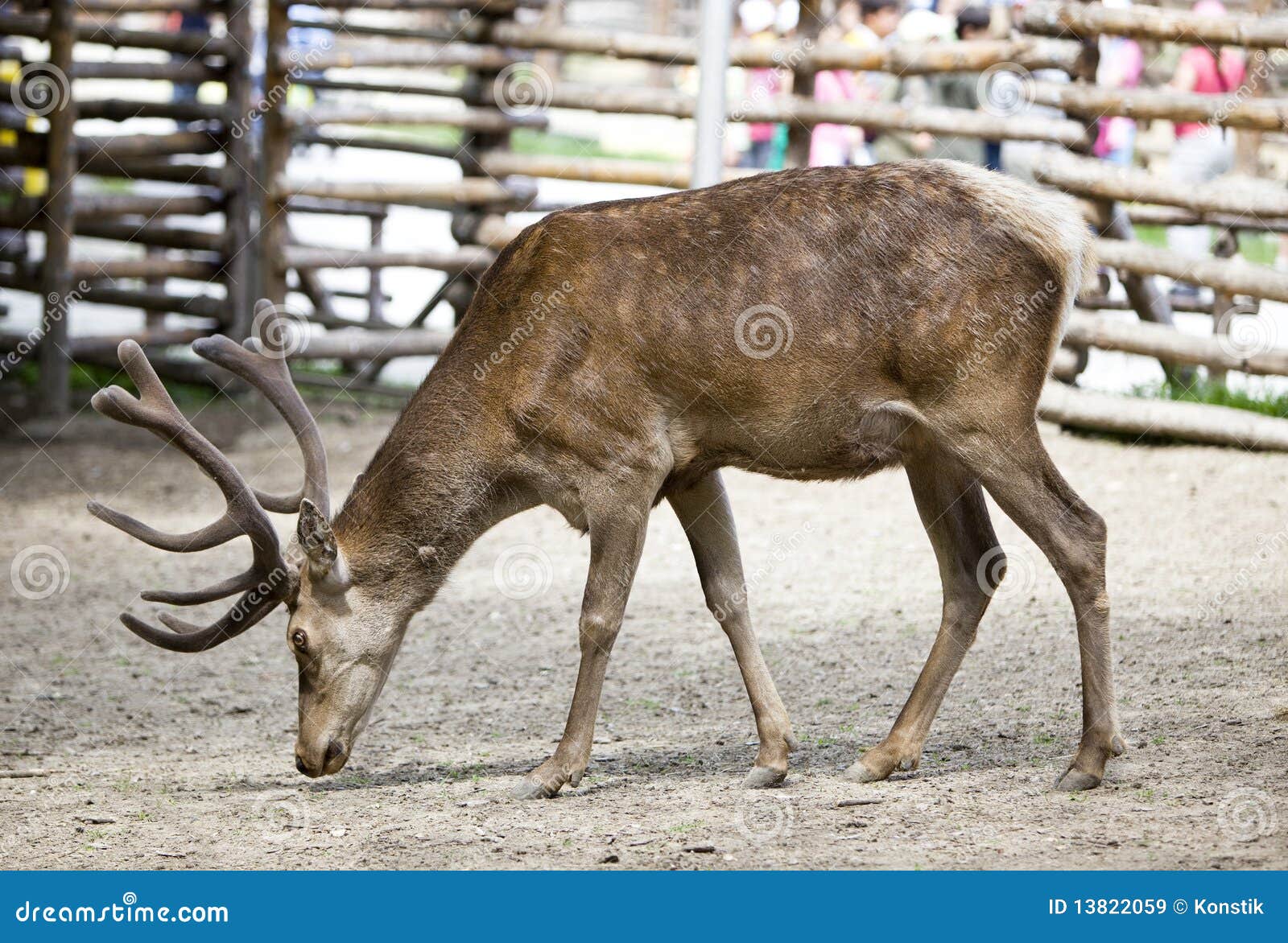 Reindeer fawn stock image. Image of wild, green, background - 13822059