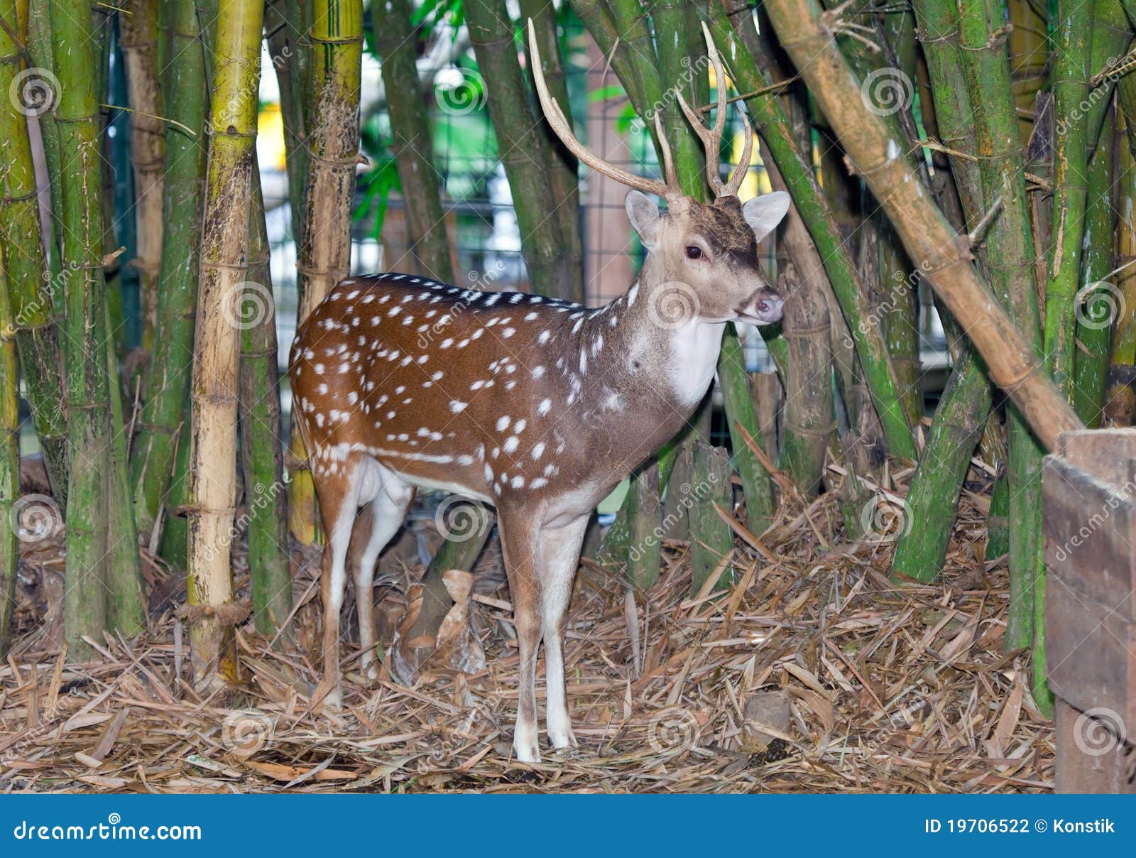 Reindeer fawn stock photo. Image of closeup, life, nature - 19706522