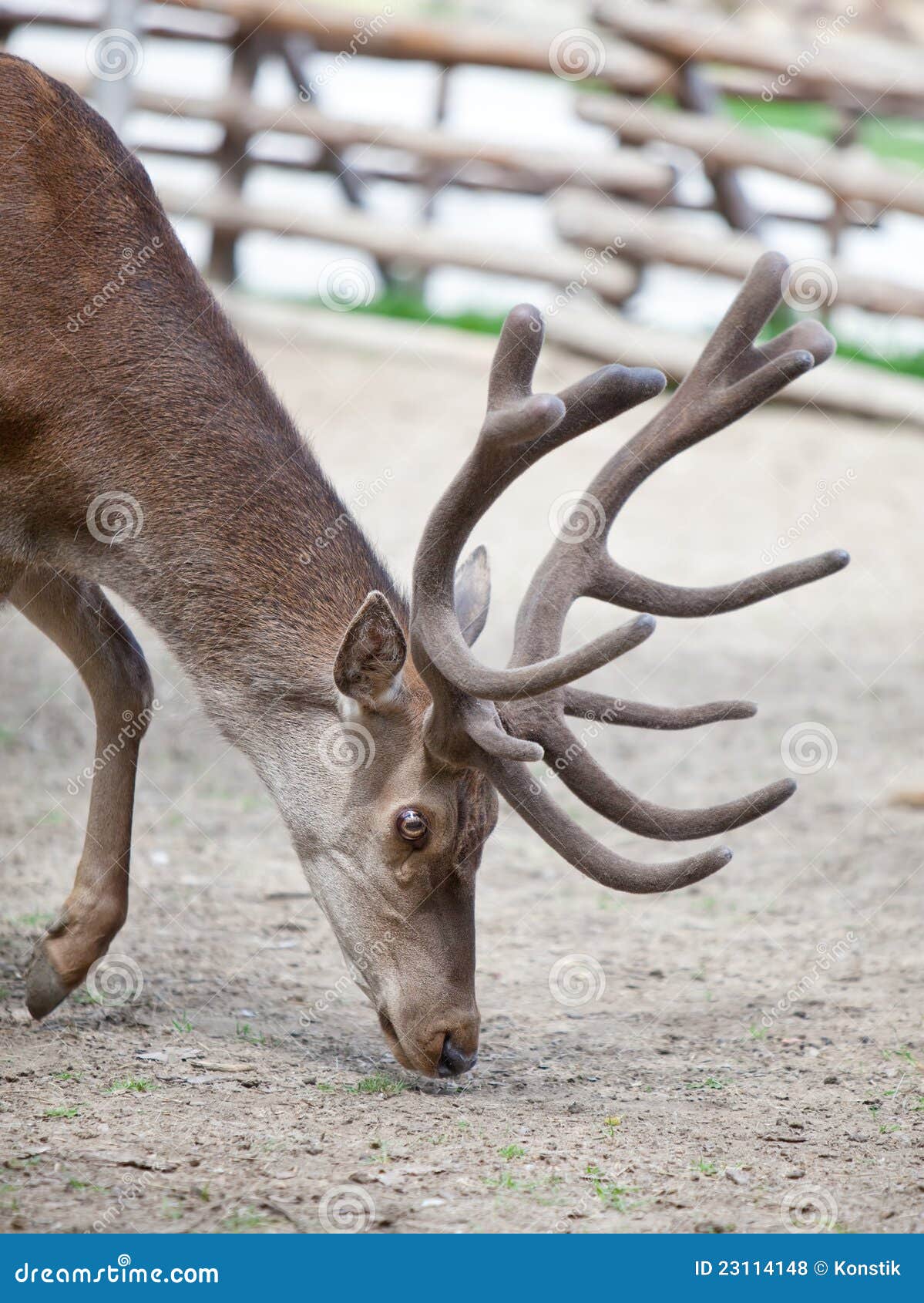 Reindeer fawn stock photo. Image of horn, animal, green - 23114148