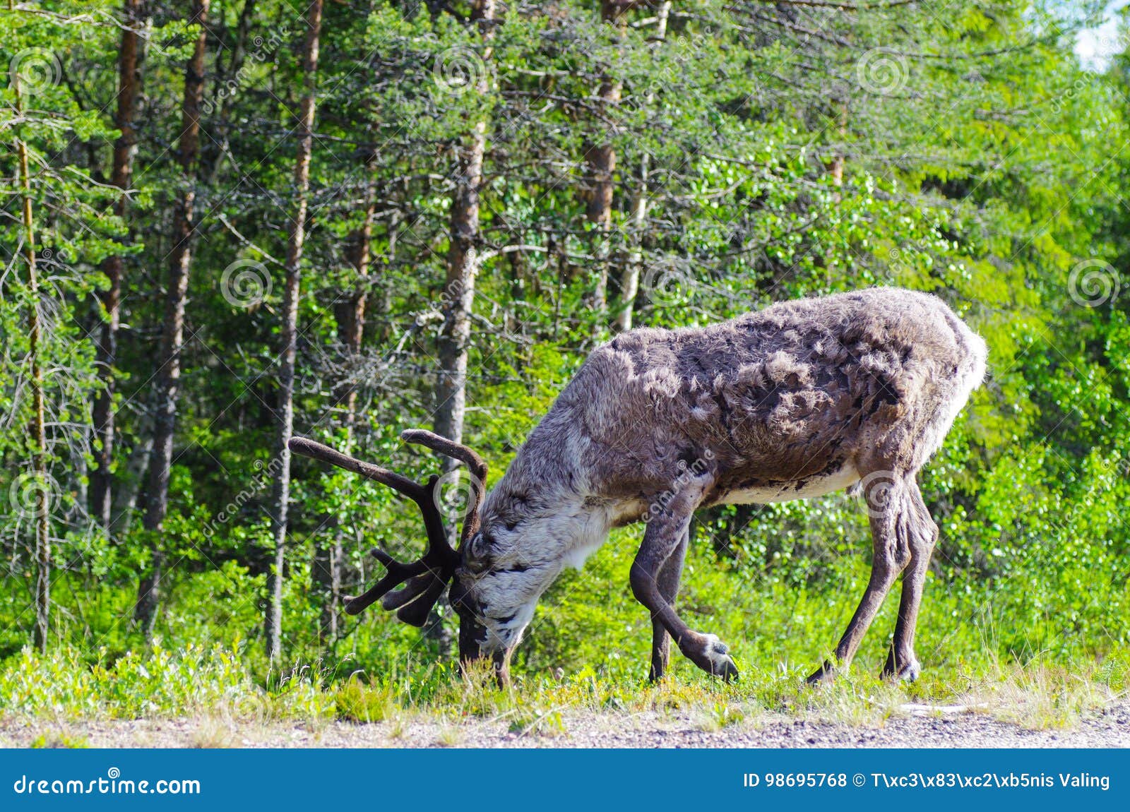Reindeer Feeding Side of the Road Stock Photo - Image of away, natural ...