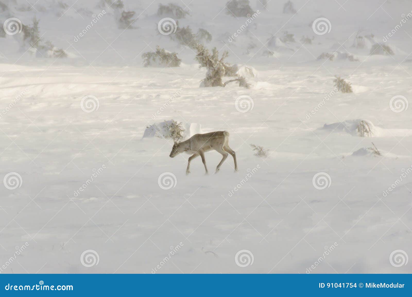 Reindeer stock photo. Image of rangifer, antlers, deer - 91041754