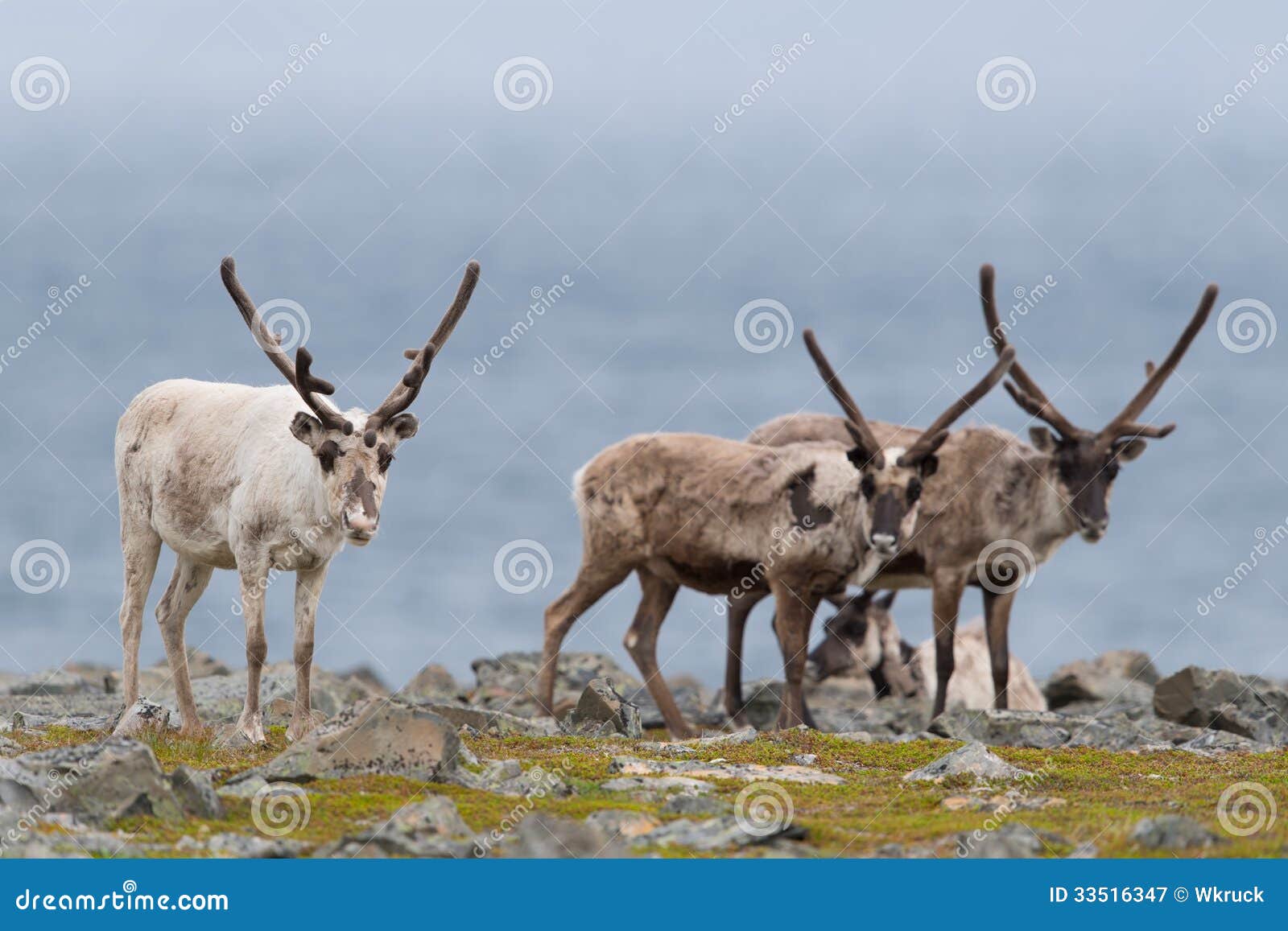 Reindeer stock image. Image of tarandus, ocean, flock - 33516347