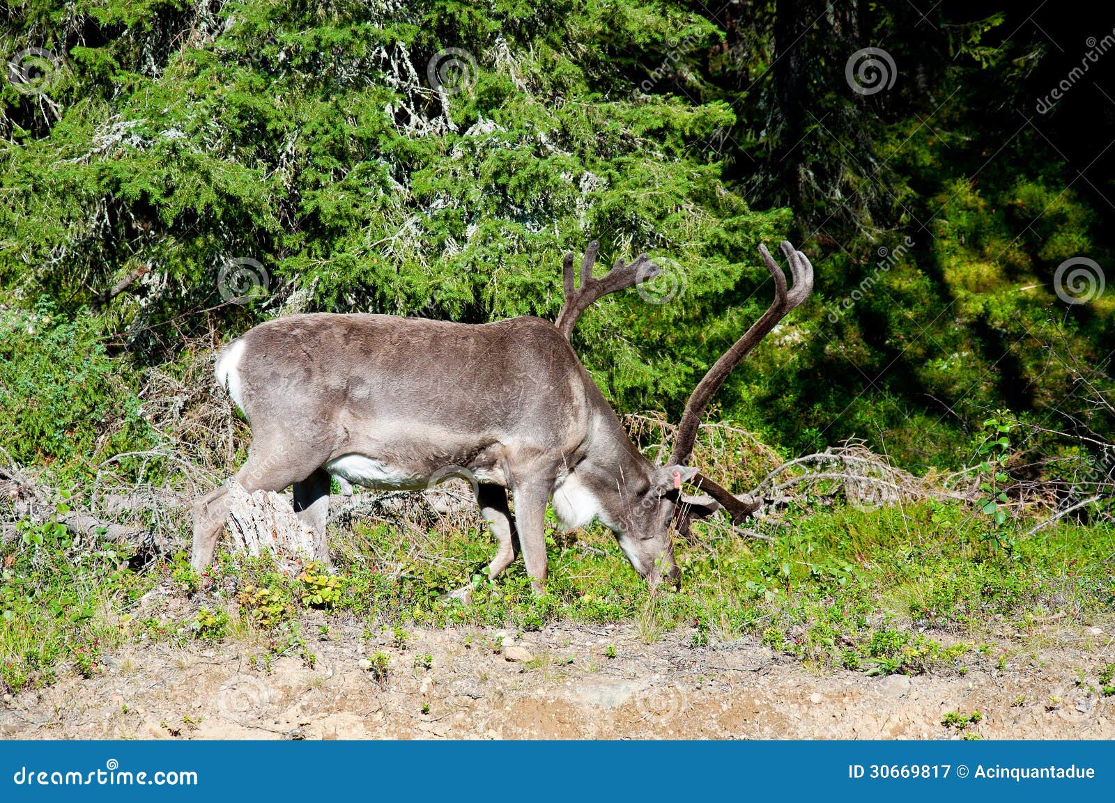 Reindeer in the forest stock image. Image of wild, hunt - 30669817