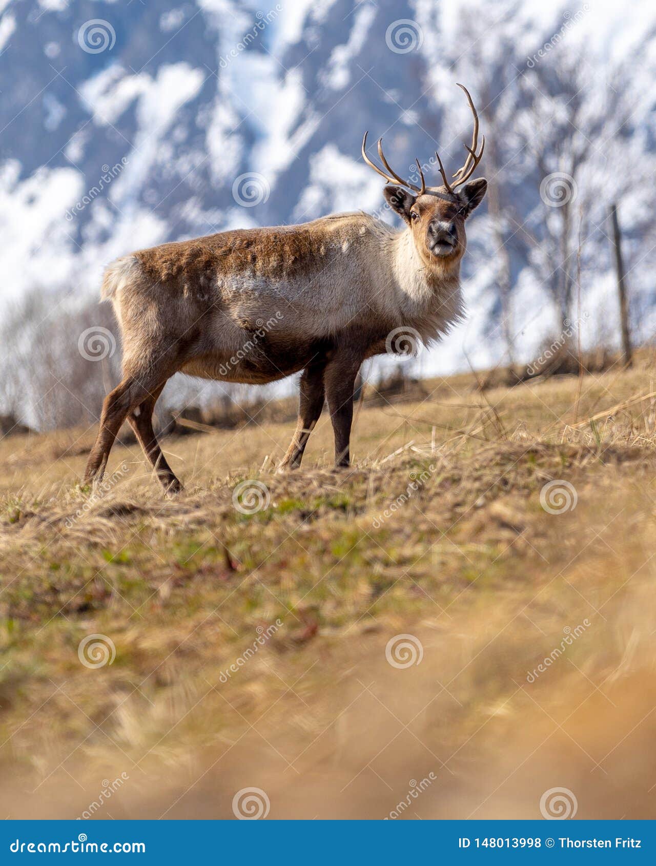 Reindeer in Front of Mountain Stock Photo - Image of meadow, norway ...