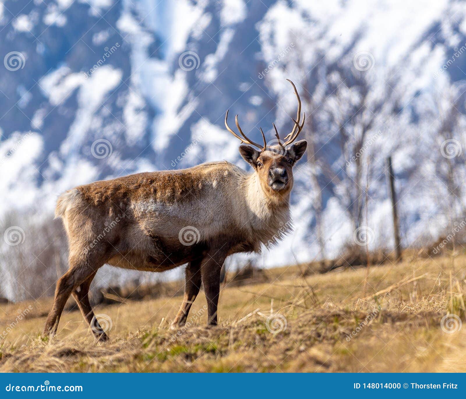 Reindeer in Front of Mountain Stock Photo - Image of alps, horns: 148014000