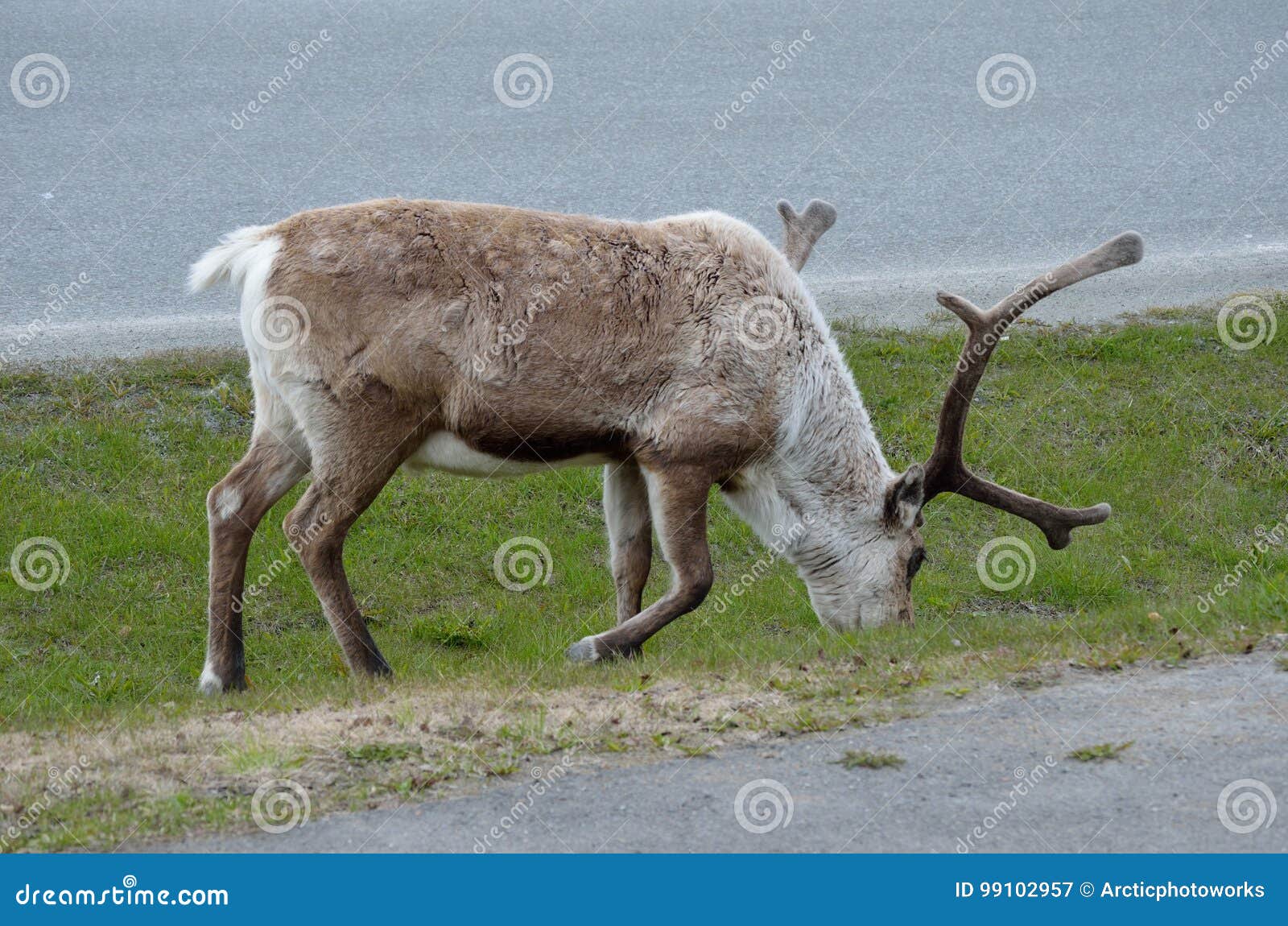 Reindeer Grazing on Road Side Stock Image - Image of circle, antlers ...