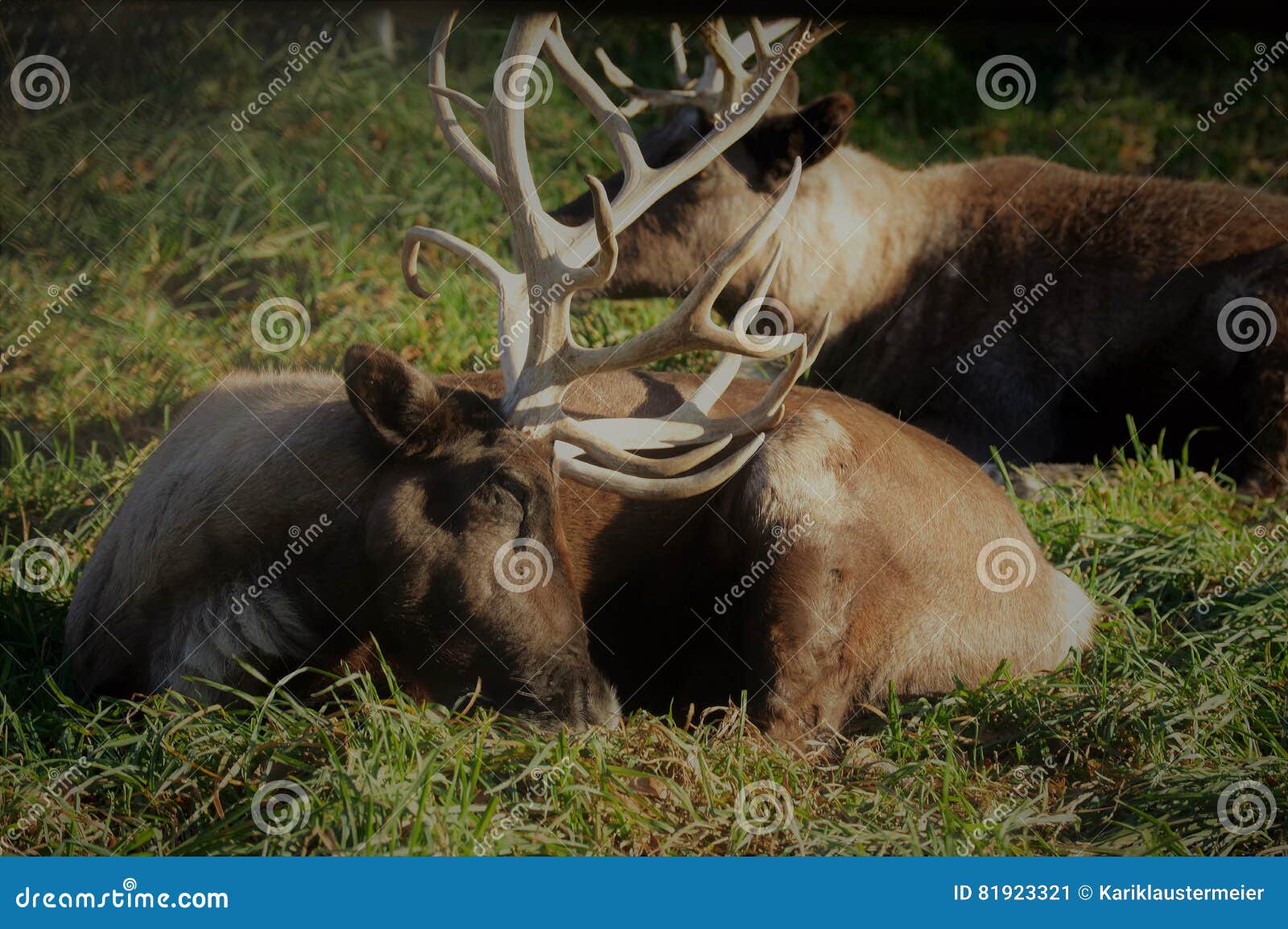 Reindeer stock image. Image of gray, close, colors, adventure - 81923321