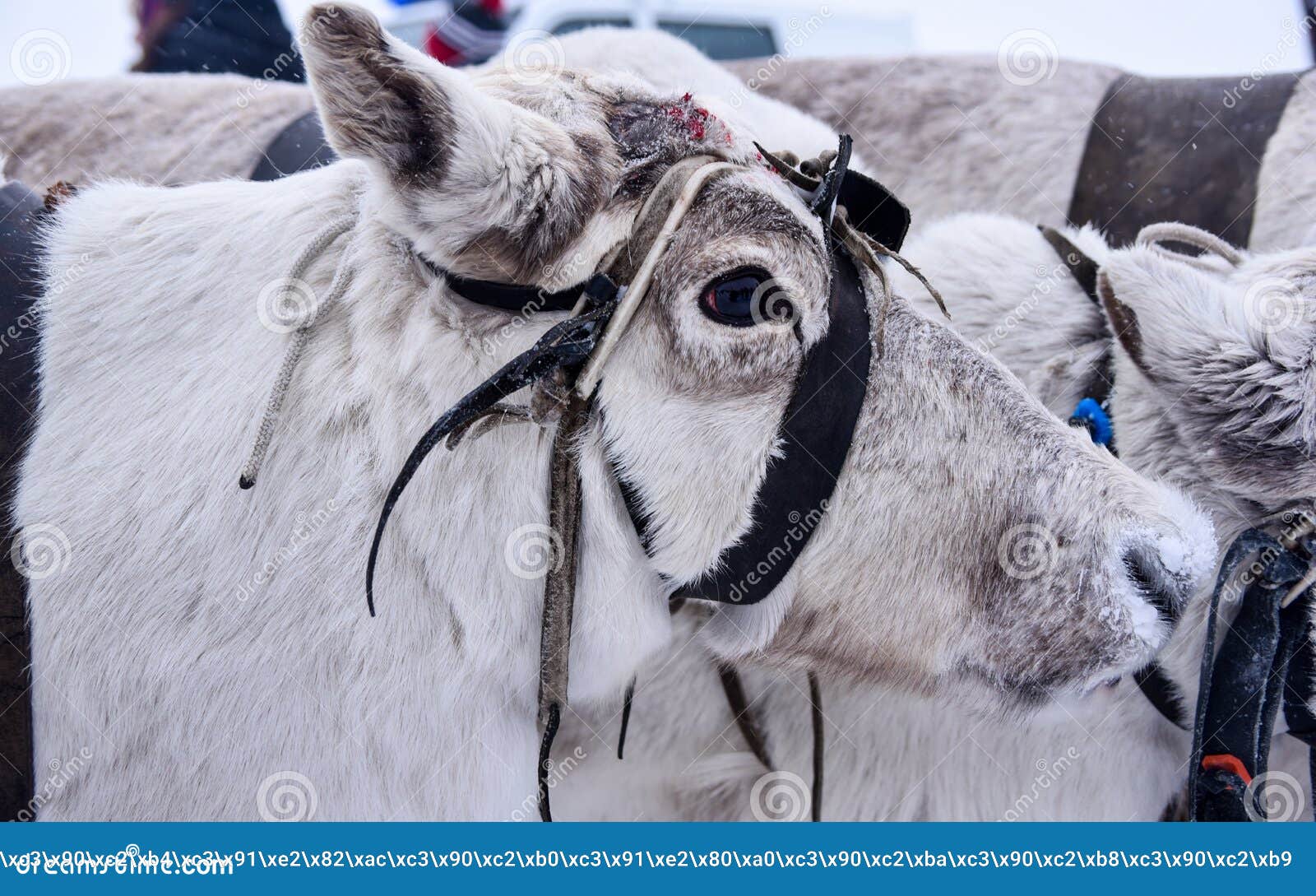 Reindeer in Harness, Close-up, after the Race Stock Image - Image of ...