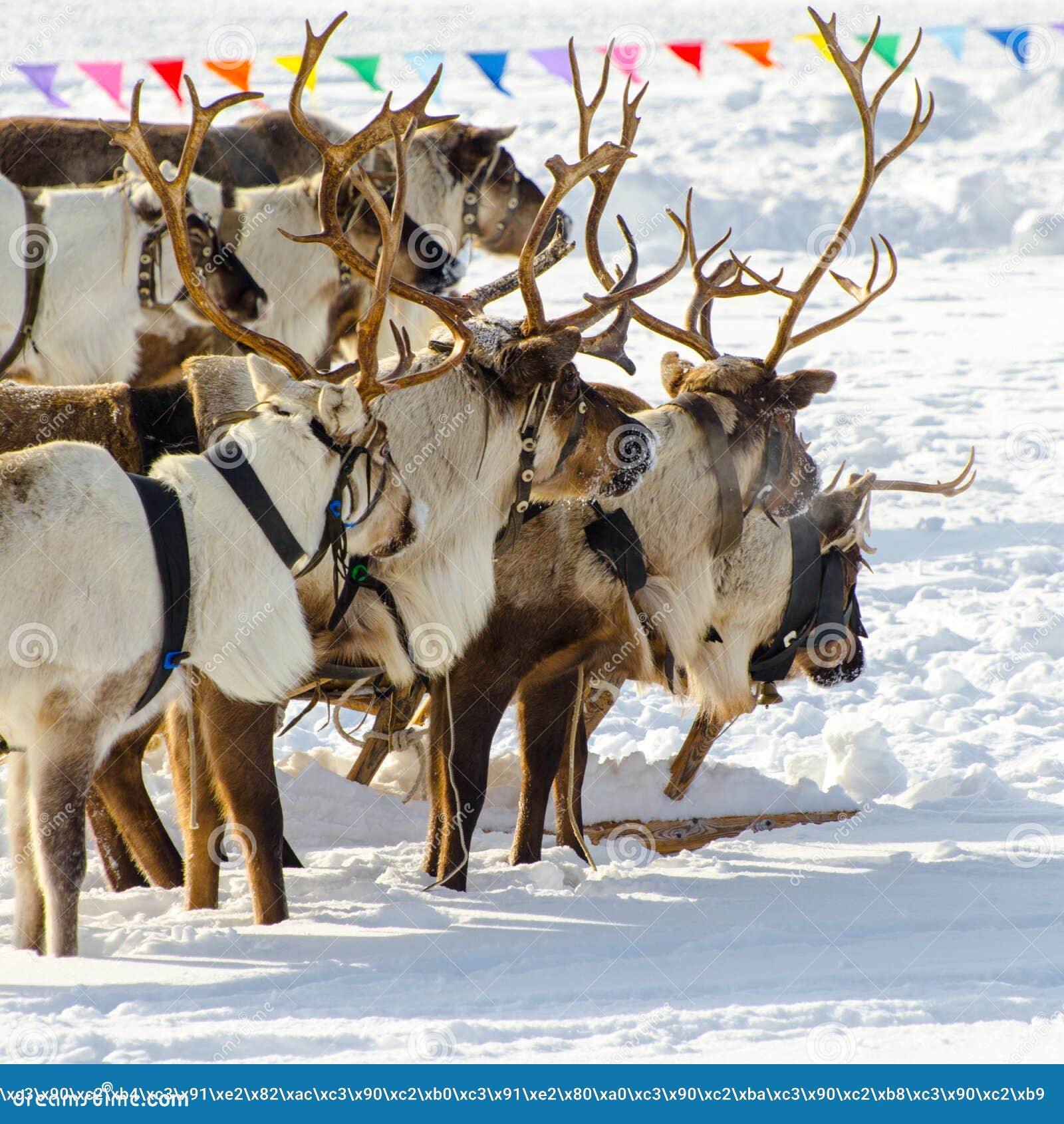Reindeer in Harness, Close-up, after the Race Stock Photo - Image of ...