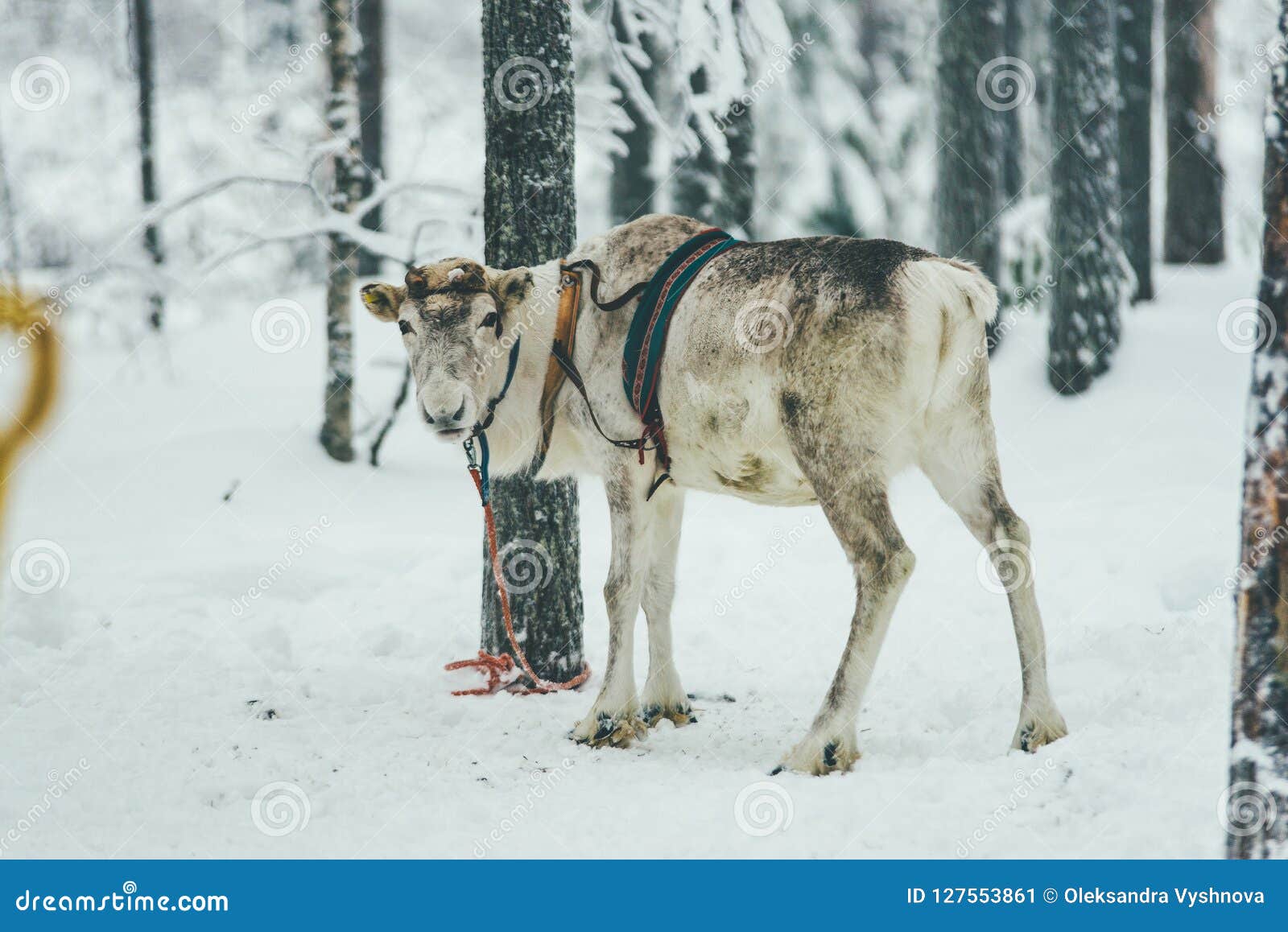 Reindeer are in Harness Finland Stock Image - Image of nordic, cold ...