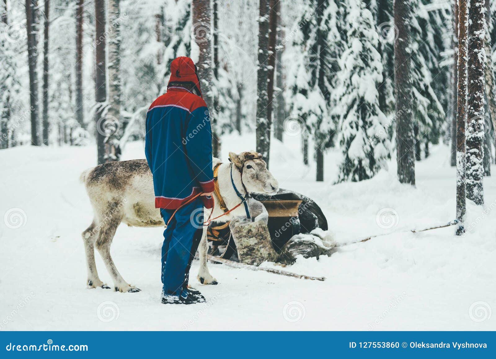 Reindeer are in Harness with a Man Stock Photo - Image of horned ...