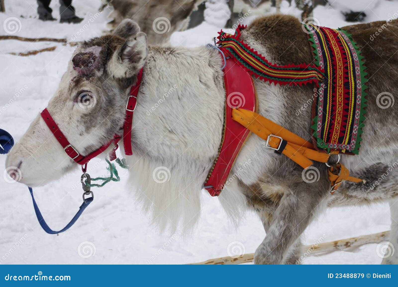 Reindeer Harness
