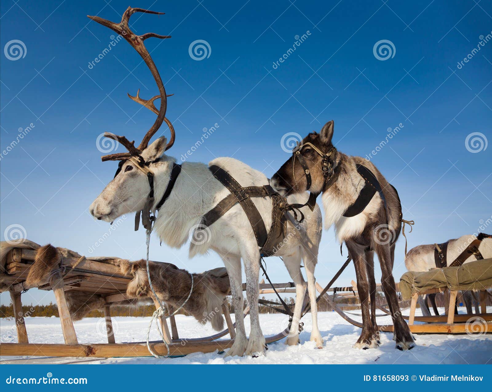 Reindeer in harness stock image. Image of mammal, scandinavia - 81658093