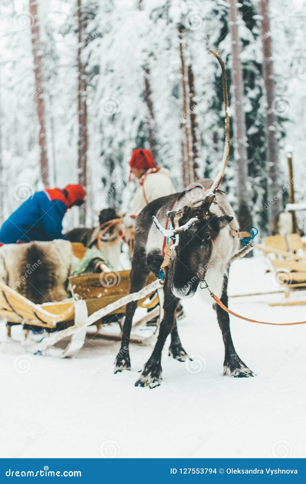 Reindeer in Harness during of Winter Day. Stock Photo - Image of food ...