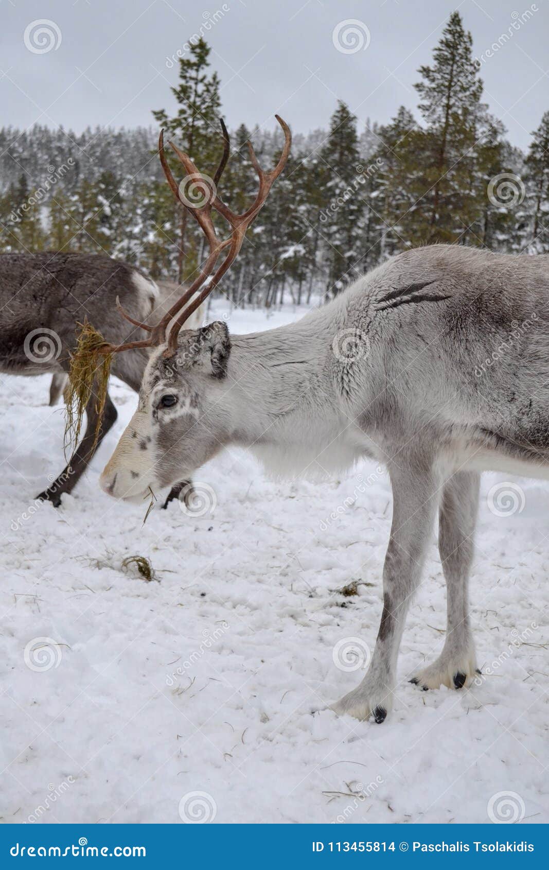 Reindeer herd stock photo. Image of lapland, mamals - 113455814