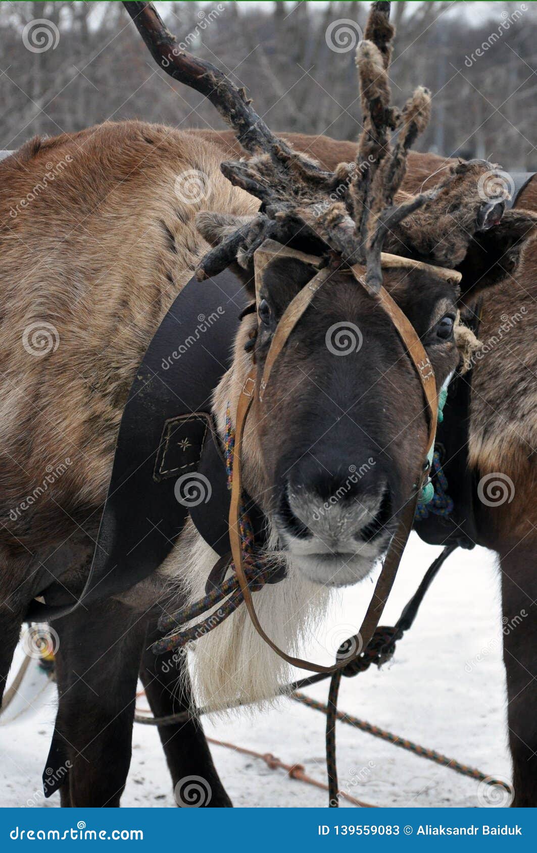 Reindeer with Horns and a Harness on the Head. Stock Image - Image of ...