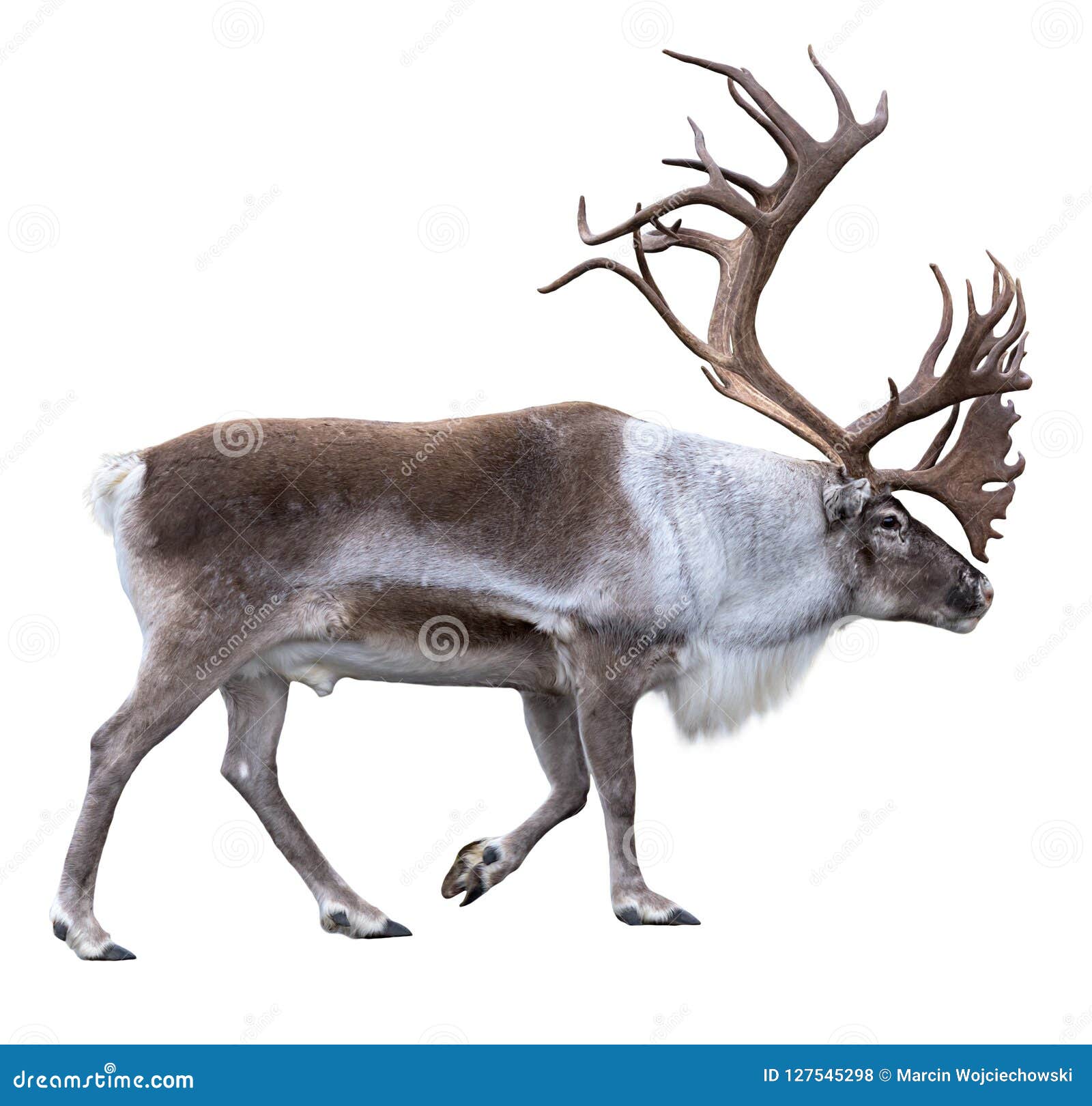 Reindeer Isolated On White Background. Element For Design, Collage And ...