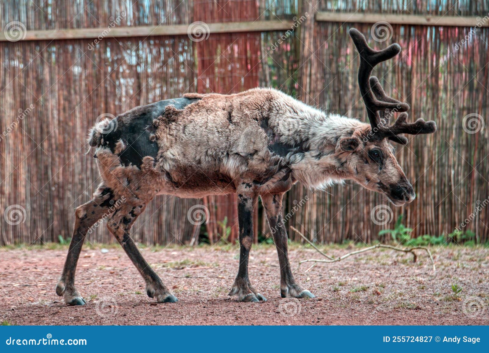 Wild Place Project, Bristol Stock Image - Image of grazing, tourism ...