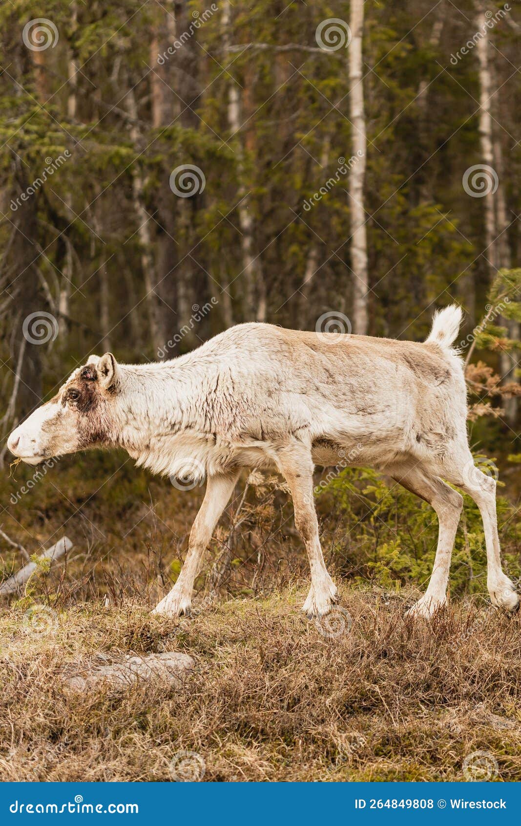 Reindeer in Its Natural Habitat Stock Photo - Image of animal, outdoors ...