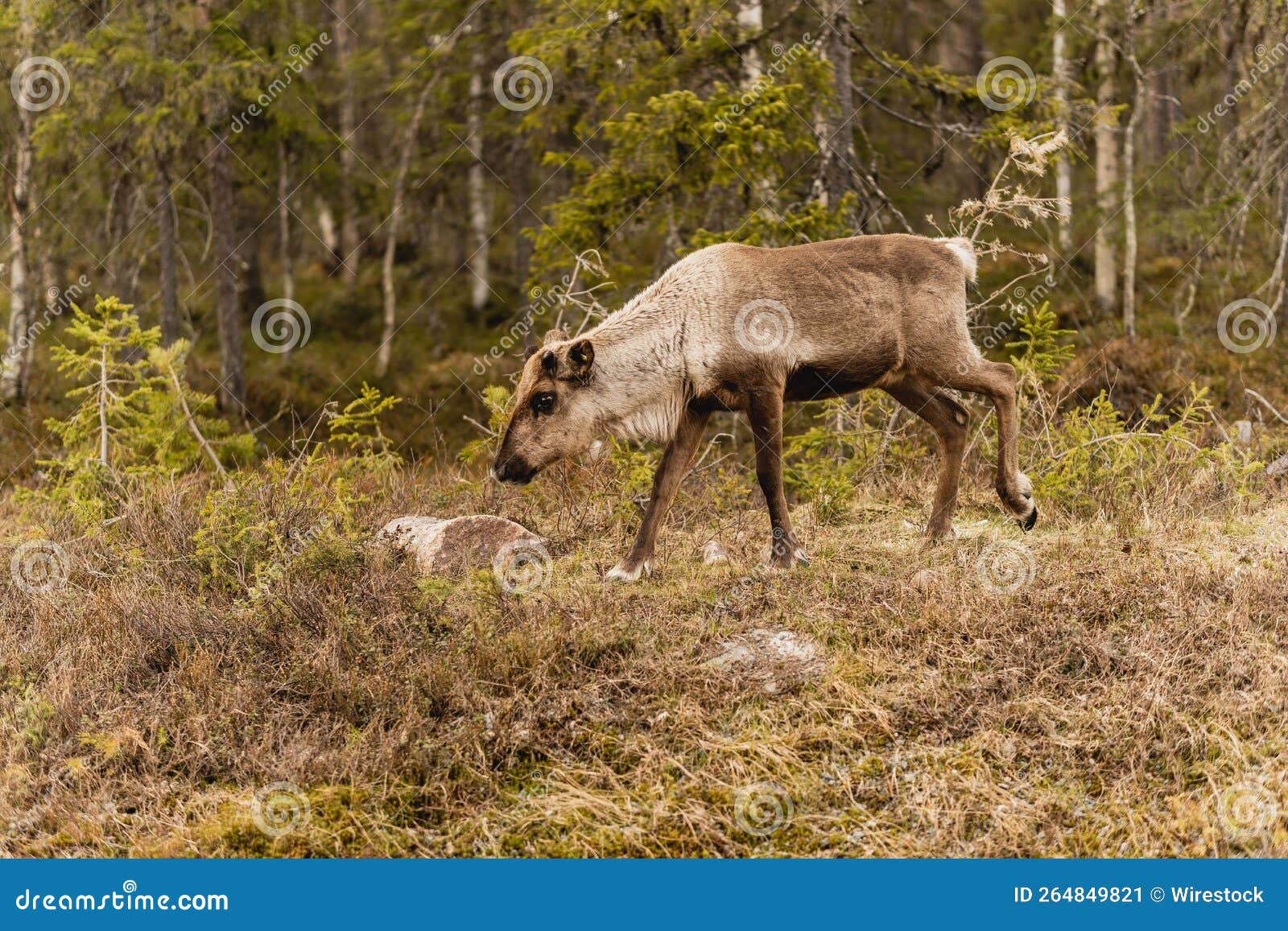 Reindeer in Its Natural Habitat Stock Image - Image of fauna, nature ...