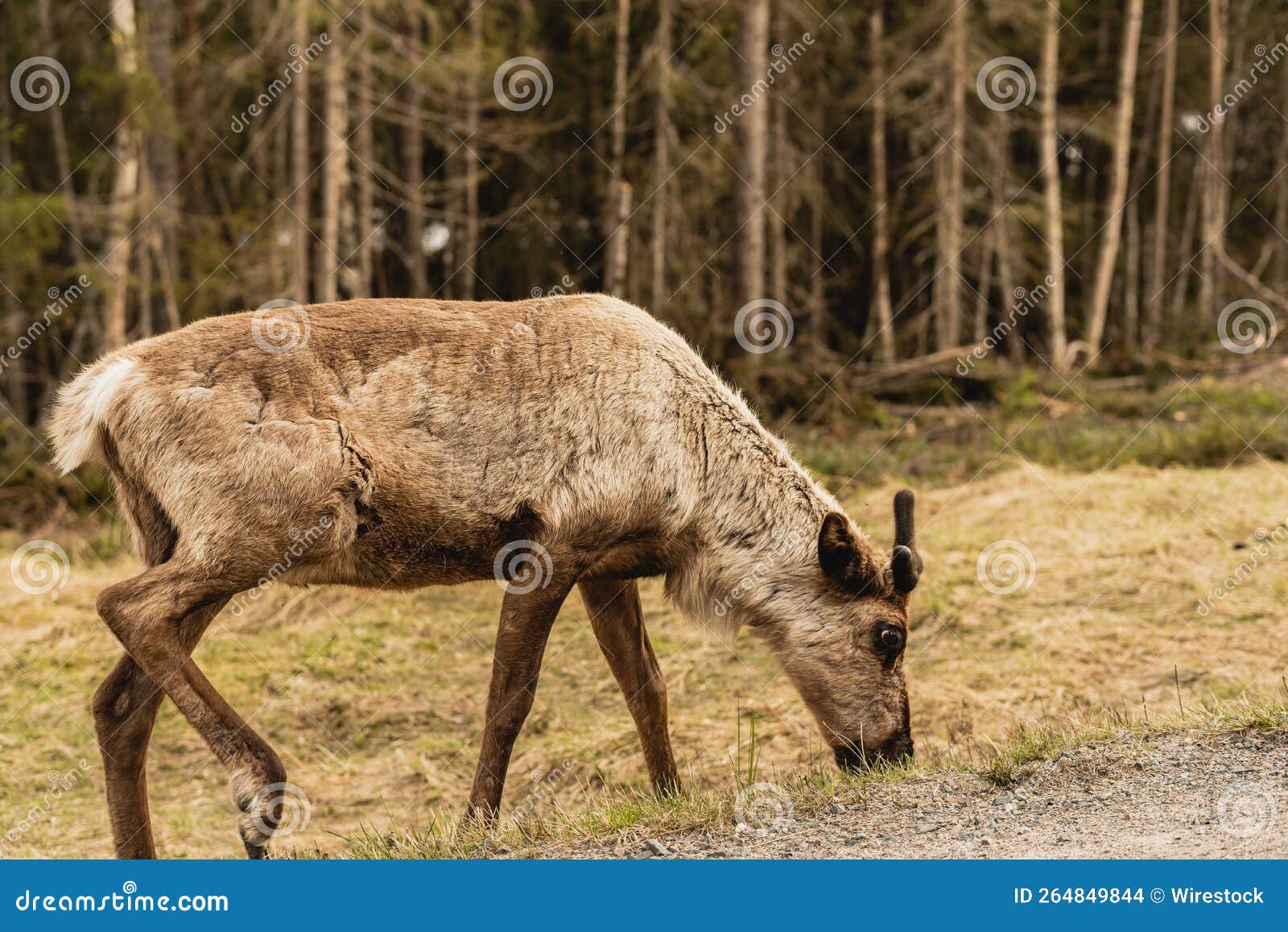 Reindeer in Its Natural Habitat Stock Photo - Image of fauna, nature ...