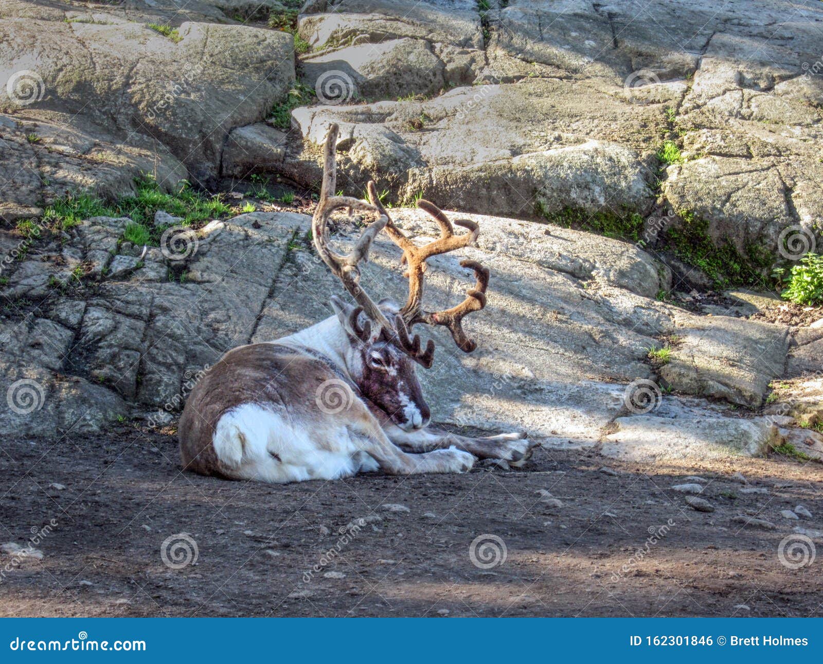 Reindeer with Large Antlers Resting Stock Photo - Image of nordic ...