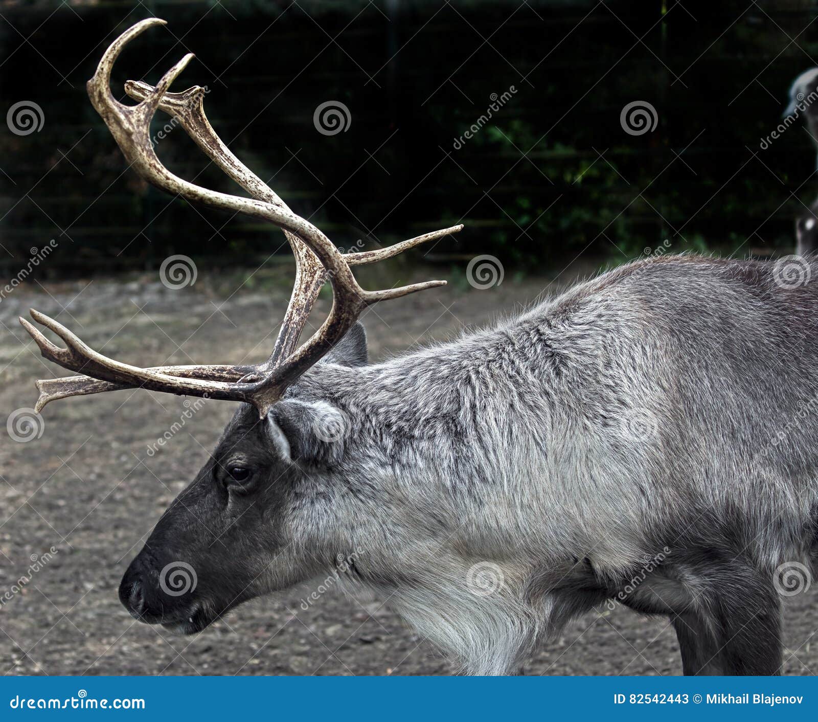 Reindeer 6 stock image. Image of creature, hoof, ruminant - 82542443