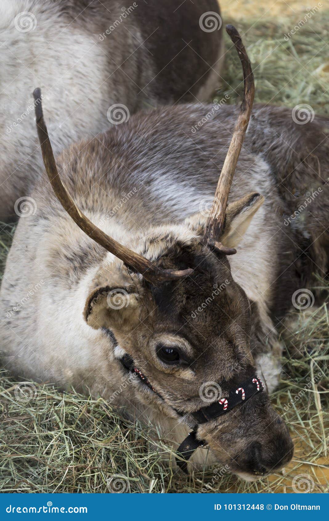 Reindeer Laying in a Pile of Hay. Stock Photo - Image of reindeer ...