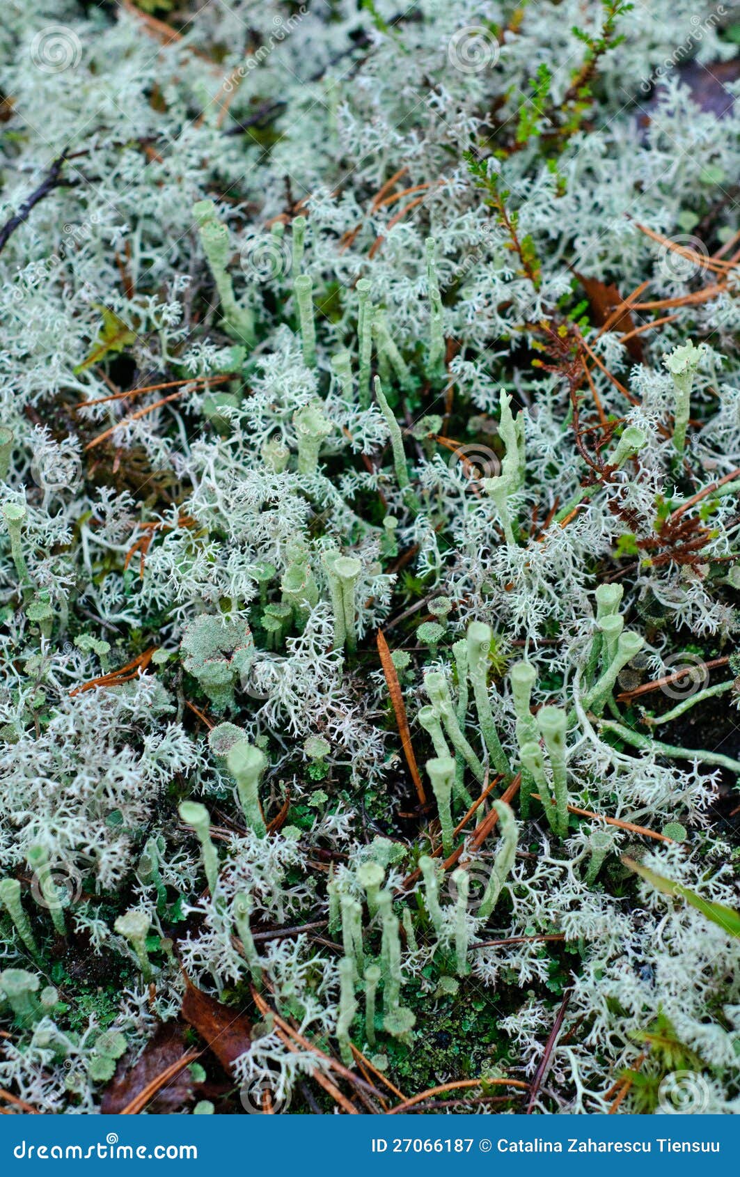 Reindeer Lichen and Pixie Cup Lichen Stock Image - Image of pixie ...