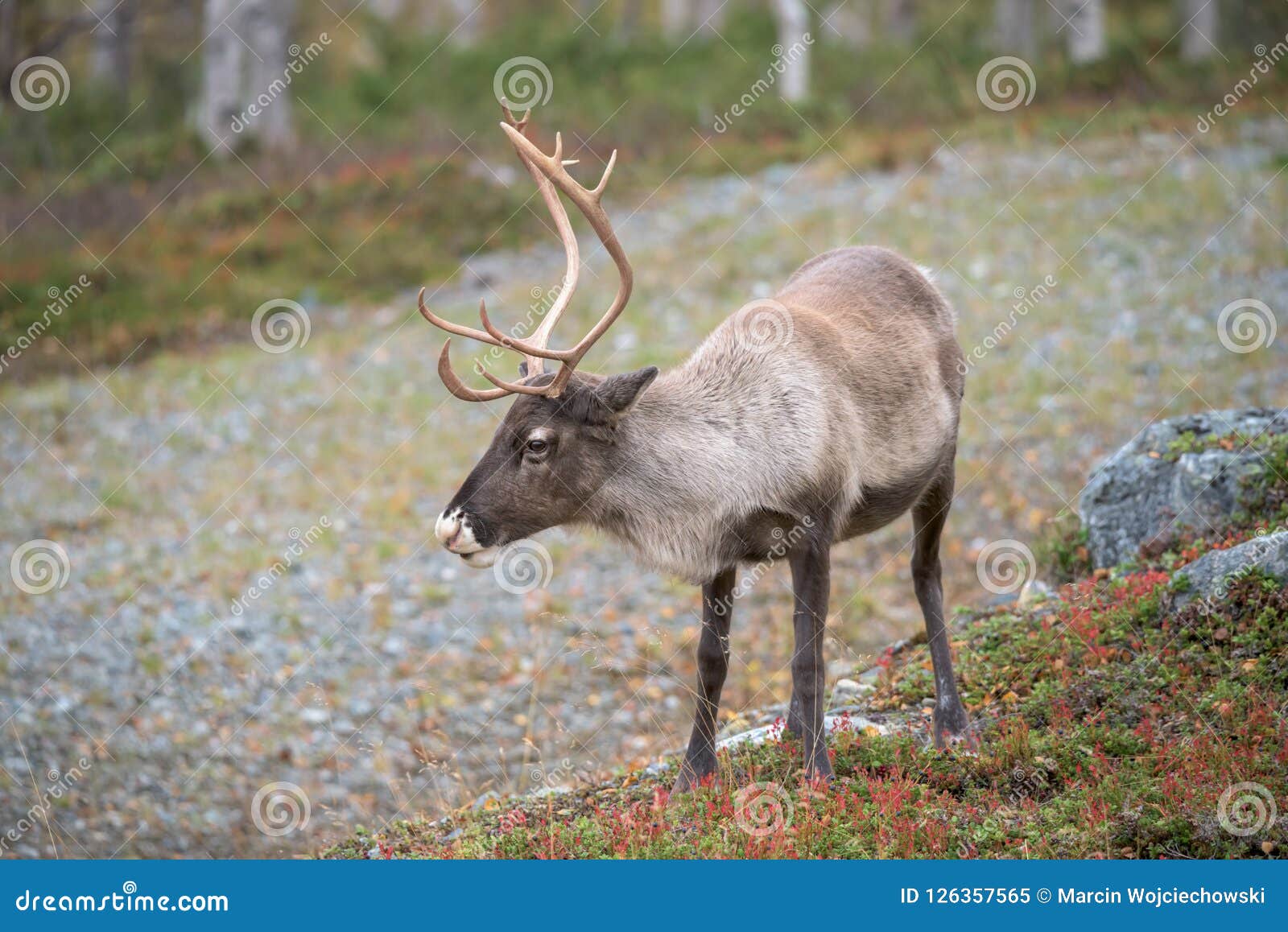 Reindeer Looking on the Camera Stock Image - Image of camera, finnmark ...