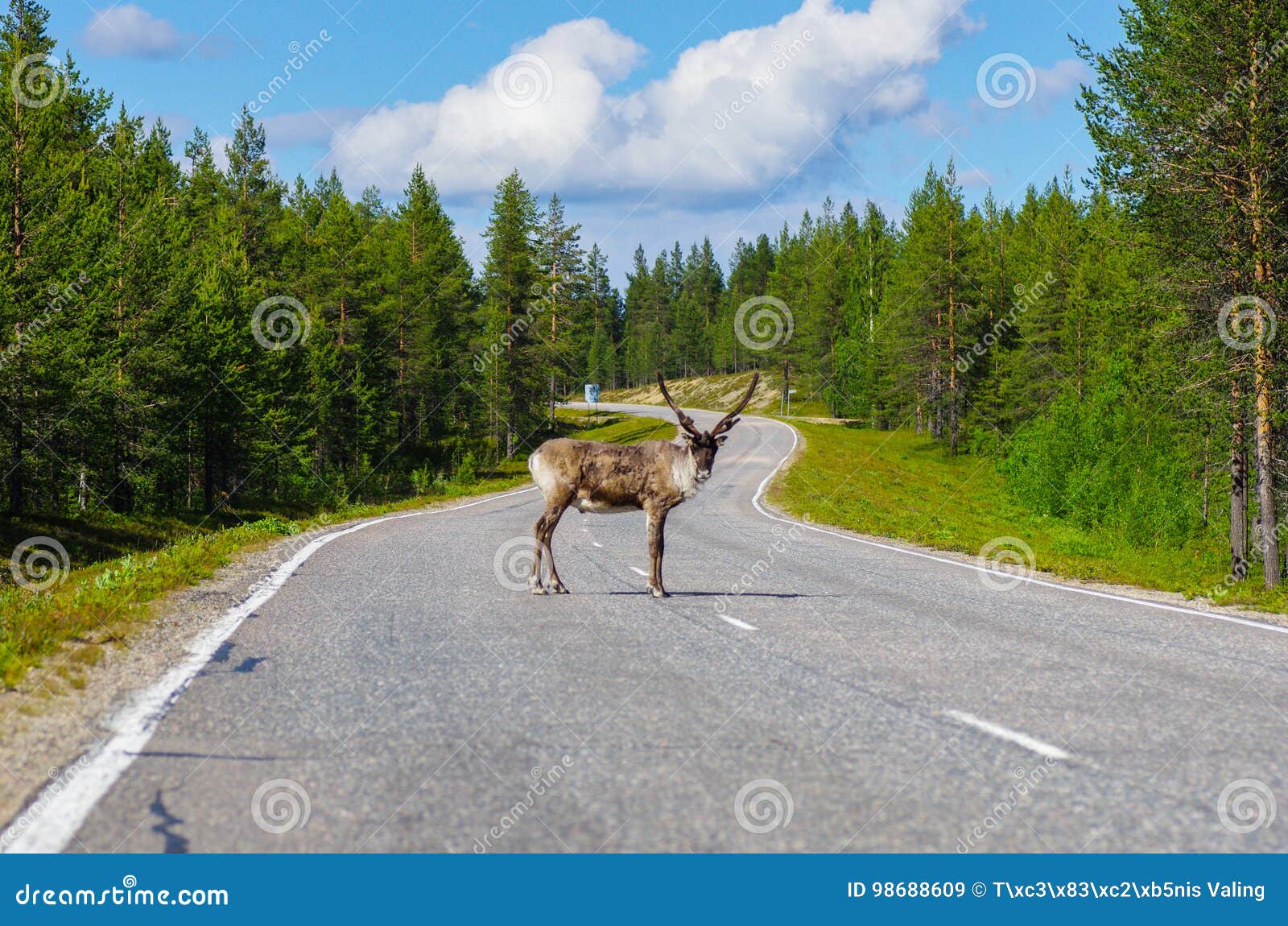 Reindeer on main road stock image. Image of animal, moving - 98688609